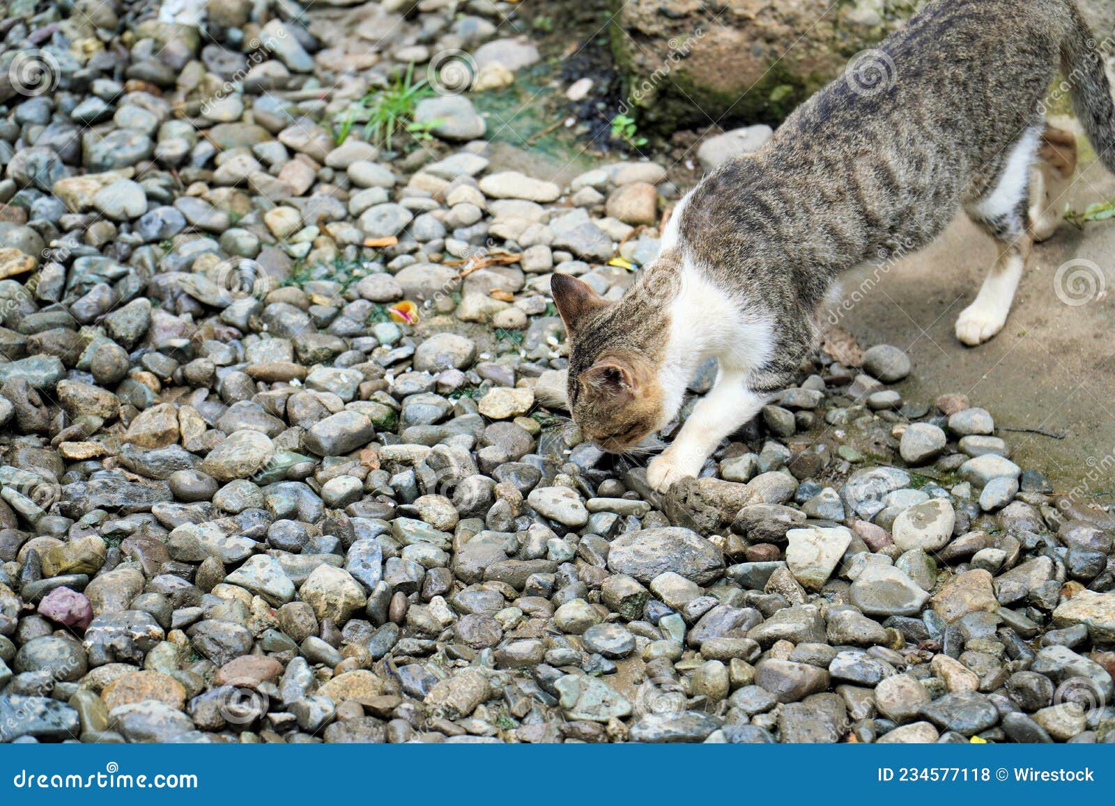 Stray Cat Searching Food in the Stones Stock Photo - Image of street ...