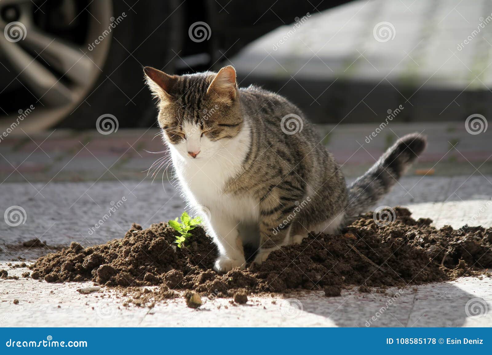 Cat shit nature stock photo. Image of cute, grass, portrait - 108585178