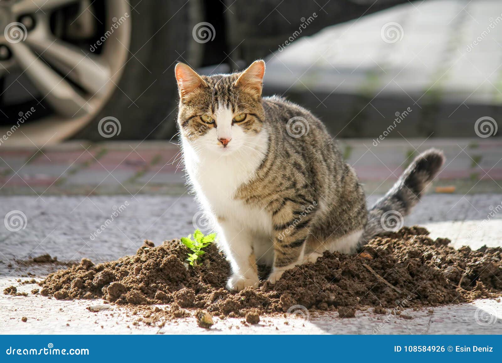 Cat shit nature stock photo. Image of cute, animal, life - 108584926
