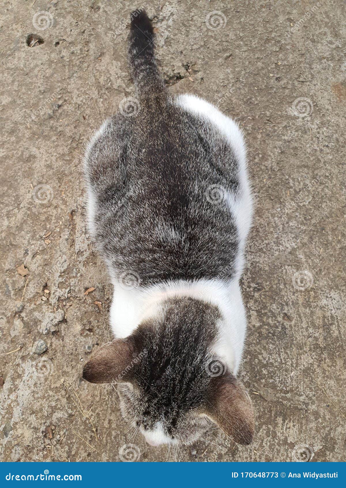 Cat Above Stock Photos - Download 4,722 Royalty Free Photos