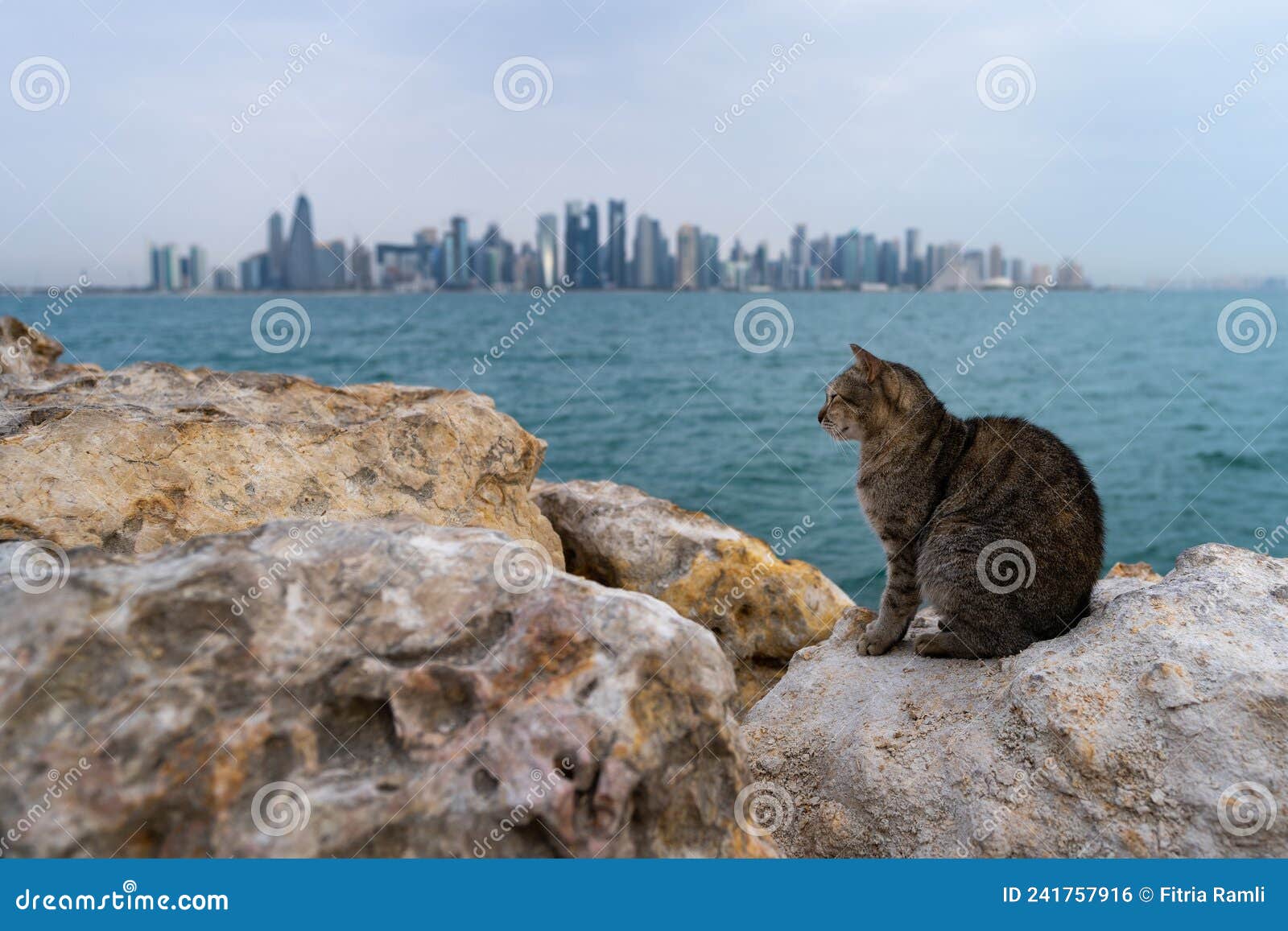 A Stray Cat Sits on the Stones of the Waterfront in Doha Corniche ...