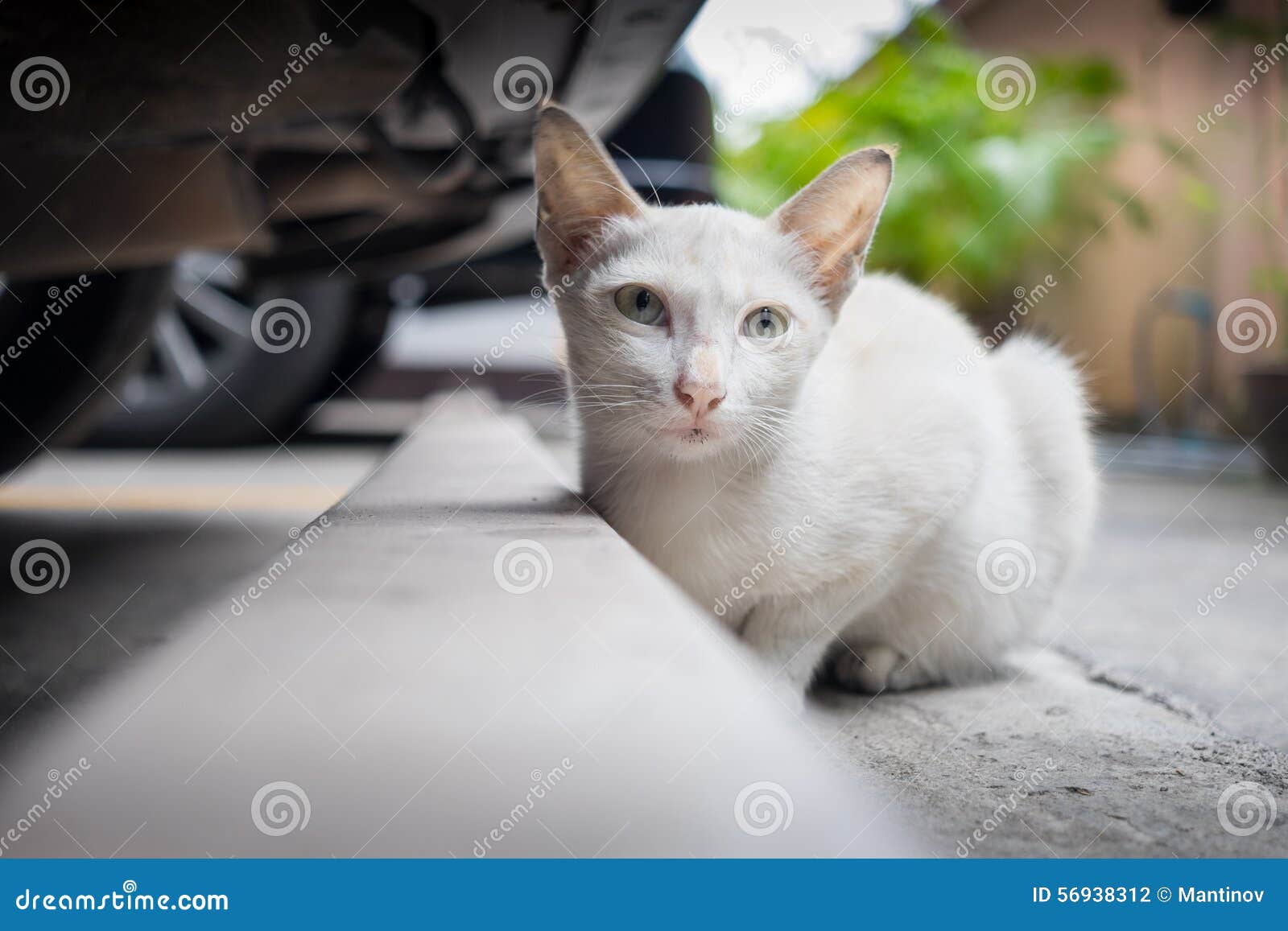 Stray Cat Sitting Behind Car Stock Photo - Image of nature, wild: 56938312