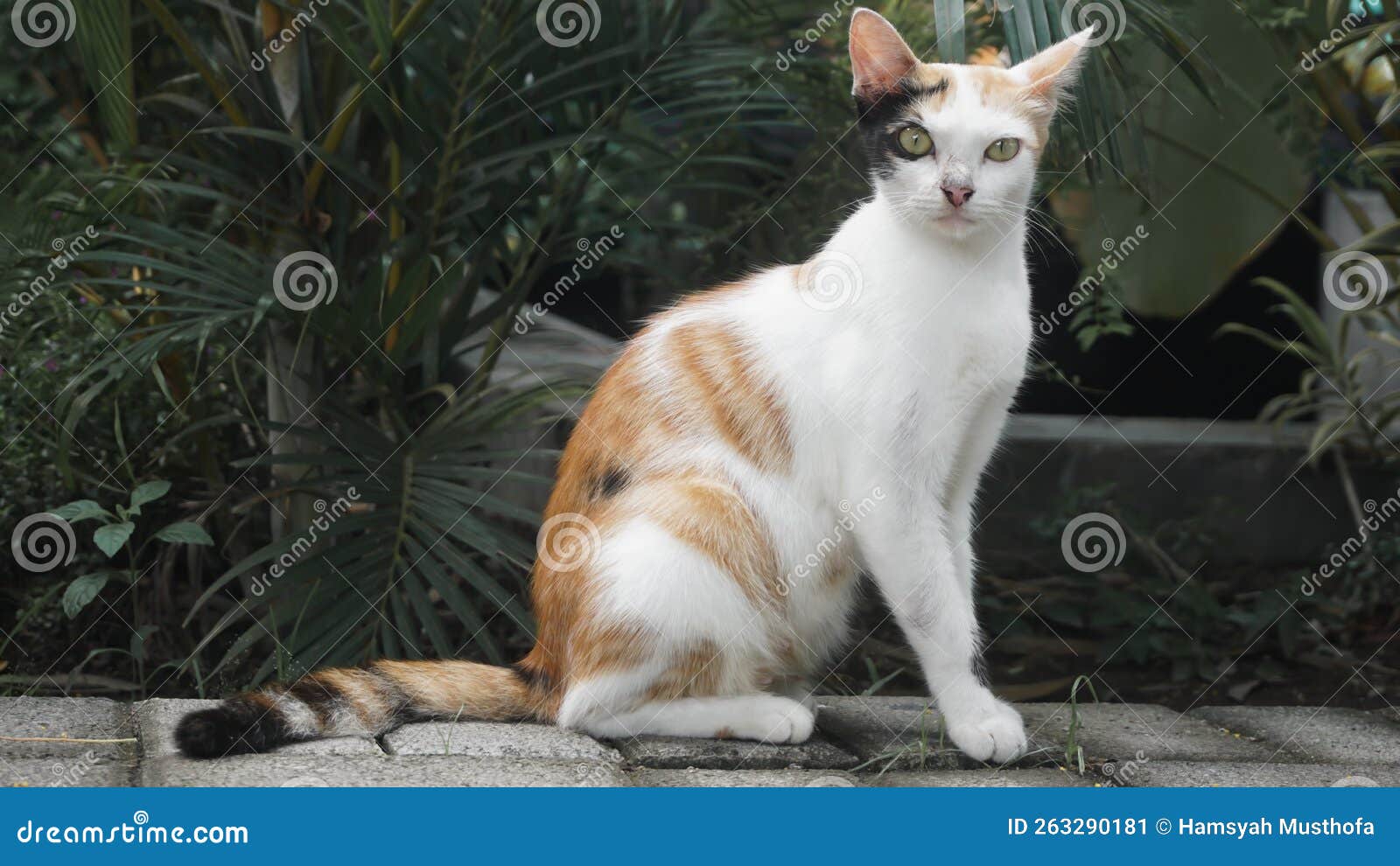Stray Cat Side View Look stock image. Image of camera - 263290181