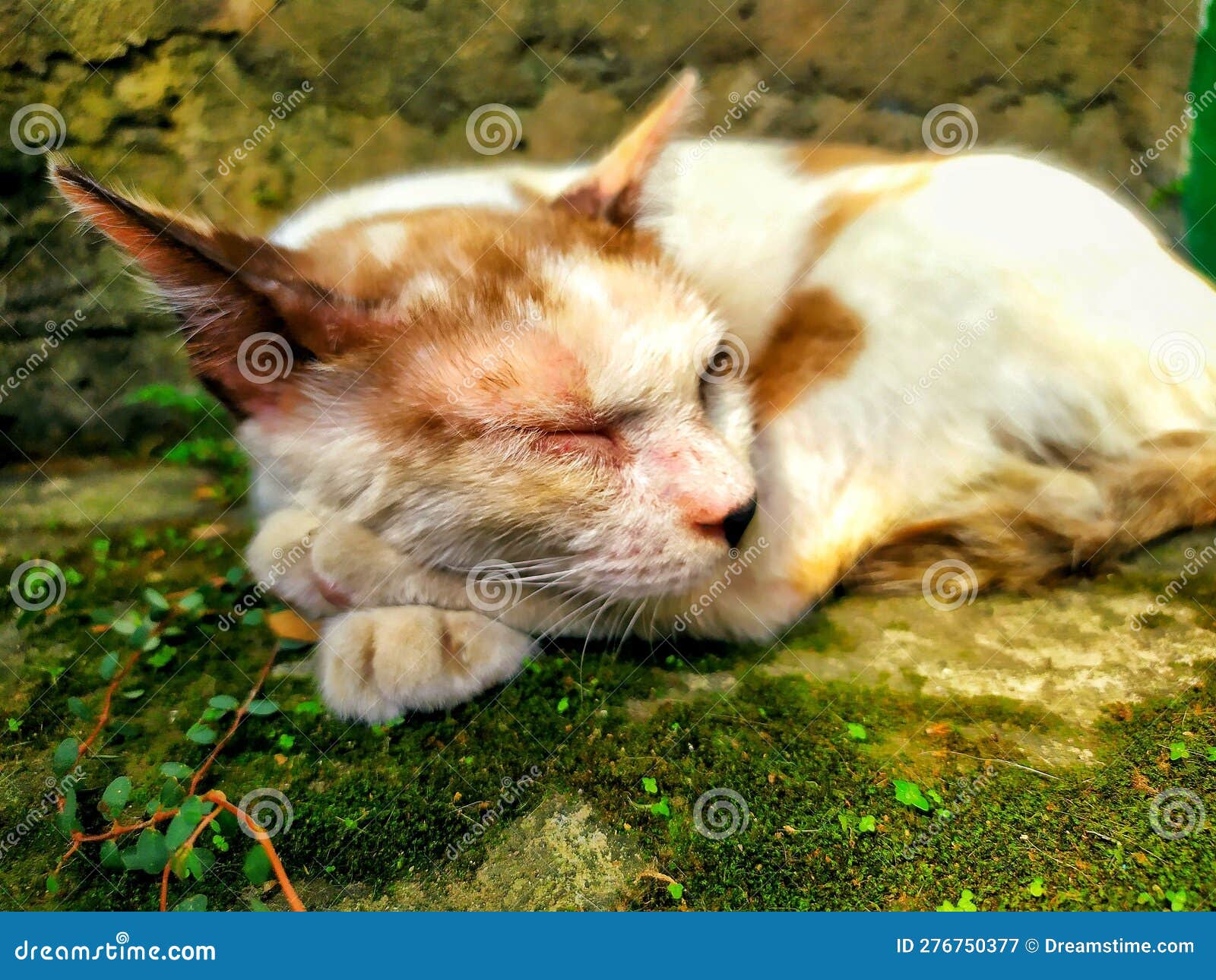 A Stray Cat Sleeping Under a Shady Tree Stock Image - Image of shady ...
