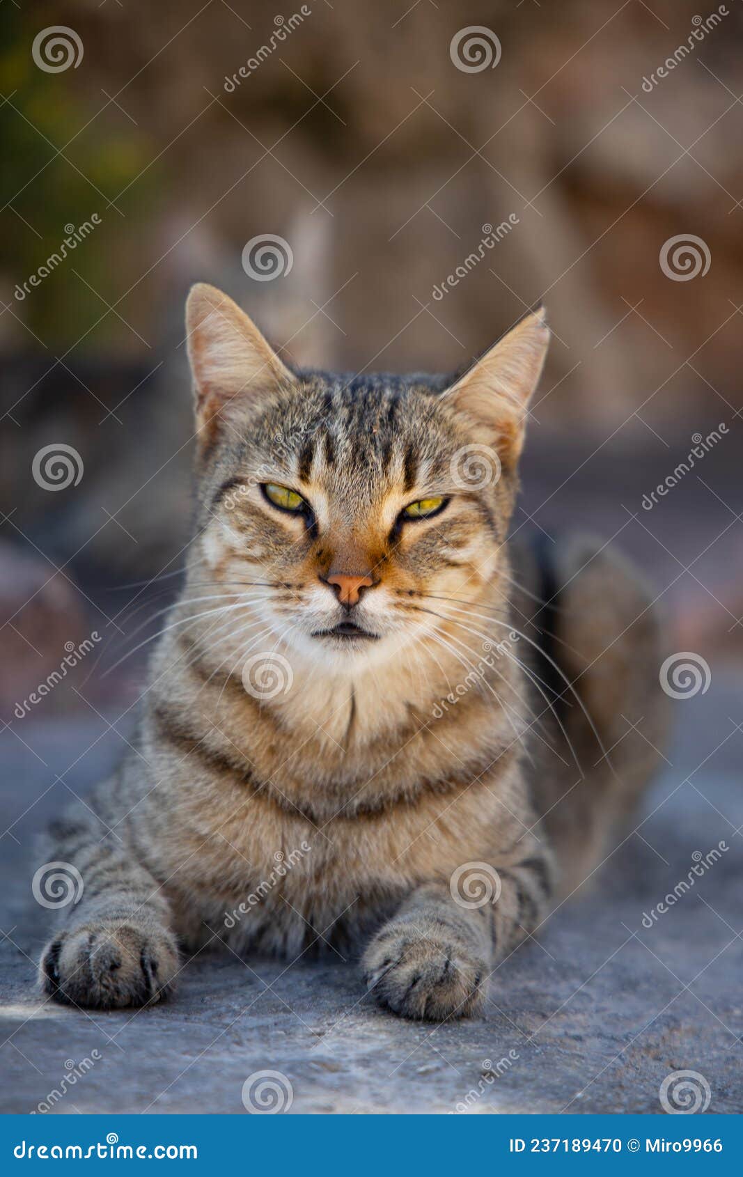 Stray Cat stare stock photo. Image of looking, animal - 237189470