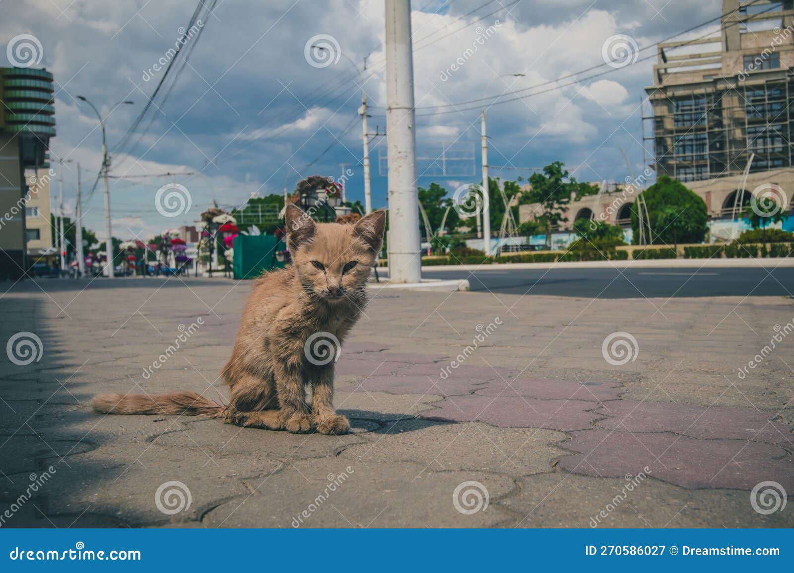 Cat Entity Stock Photos - Free & Royalty-Free Stock Photos from Dreamstime Cat Entity Stock Photos - Free & Royalty-Free Stock Photos from Dreamstime