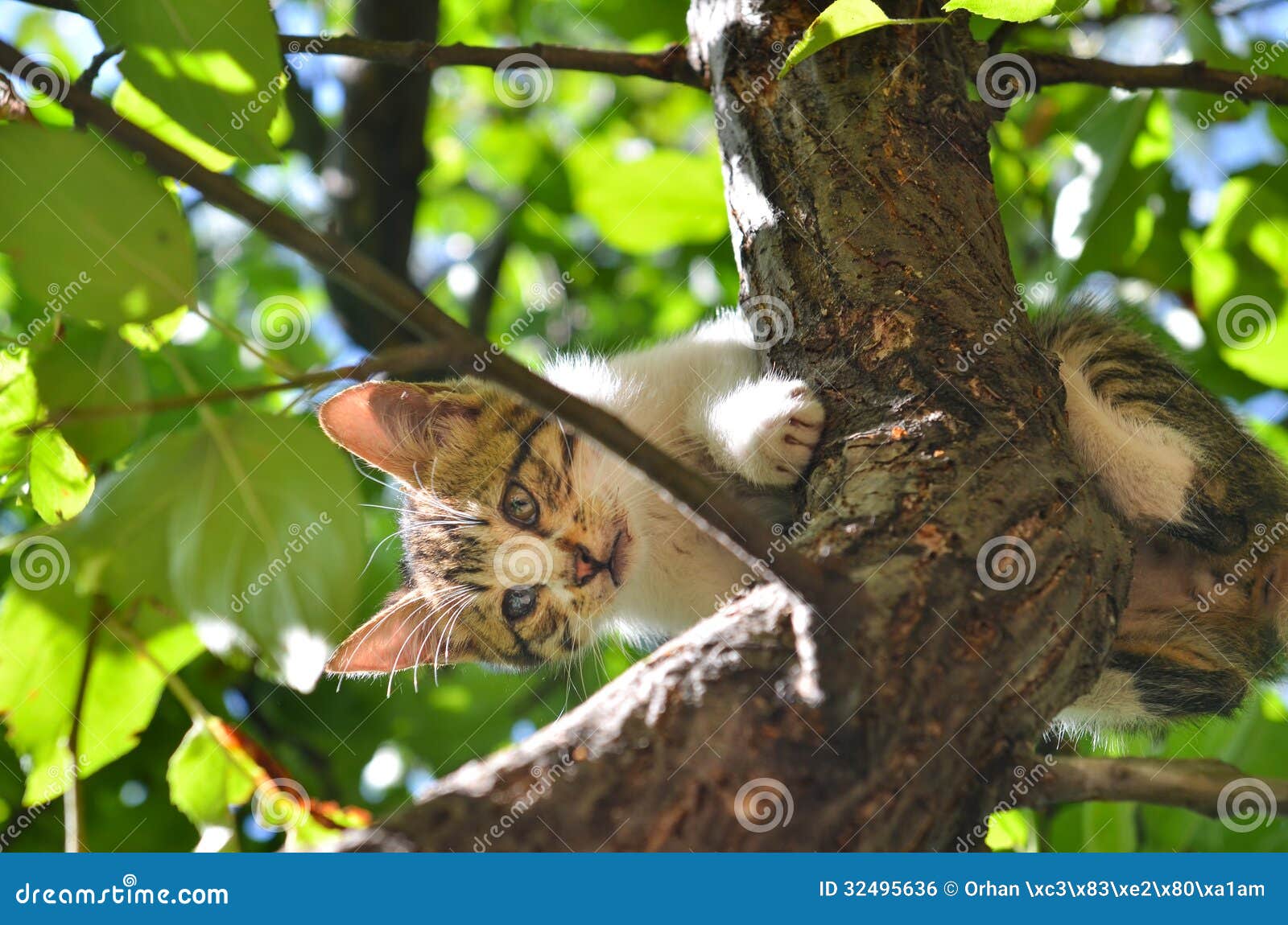 Stray Cat Stuck on the Tree Stock Photo - Image of breed, ears: 32495636