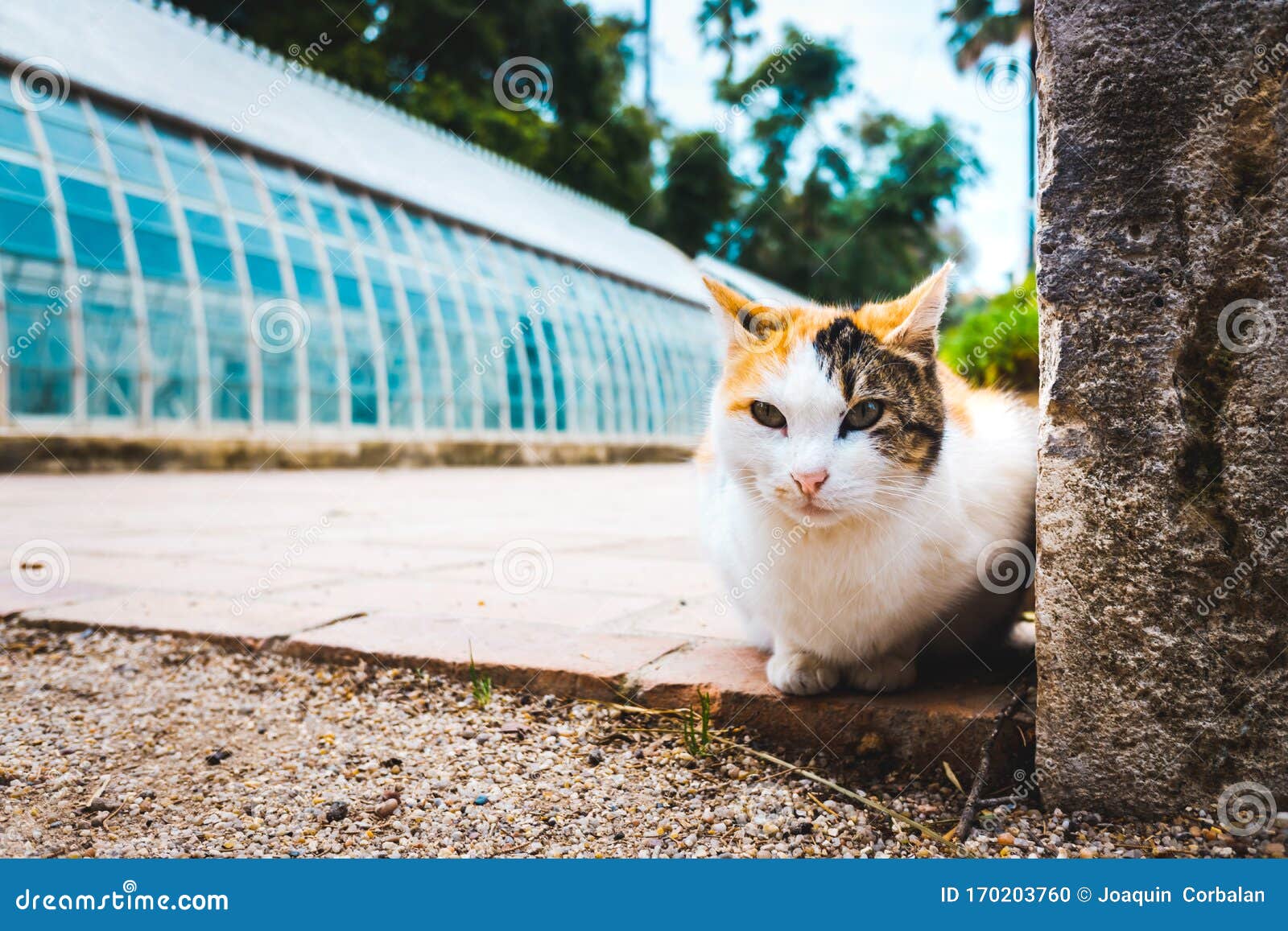 Stray Cat Sunbathing Next To a Greenhouse Stock Photo - Image of ...