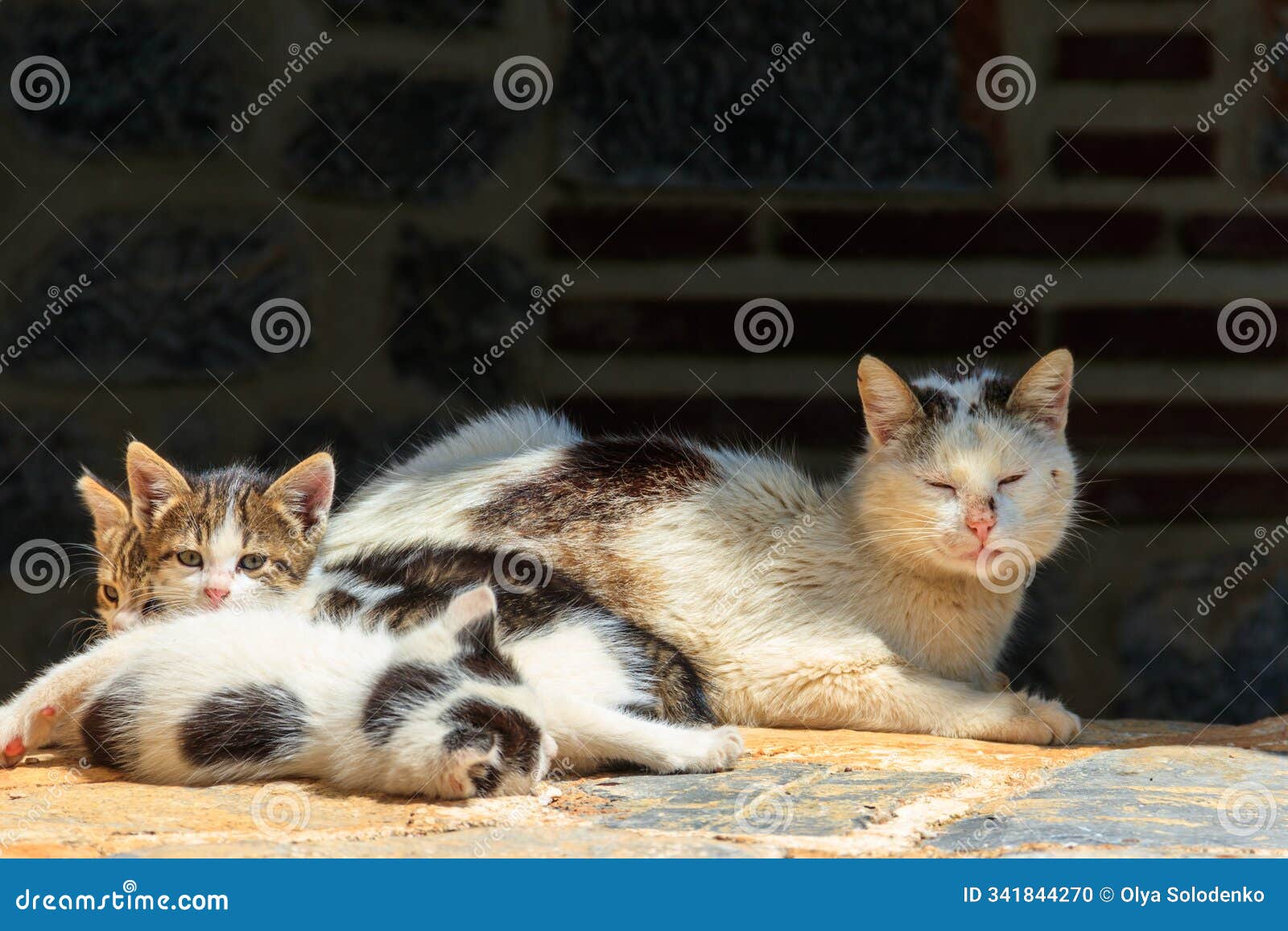 Three Kittens And A Puppy Pose Together With A Budgie On A White ...
