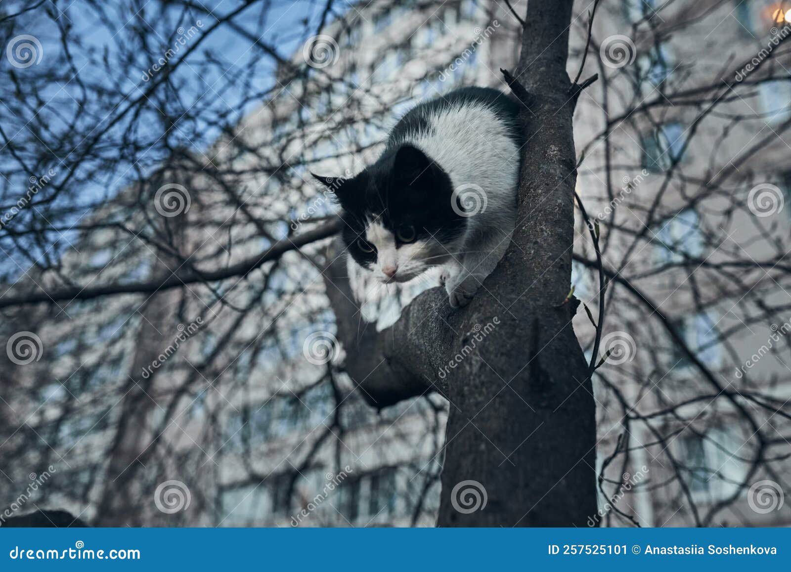 A Stray Cat on a Tree in the City. Stock Image - Image of homeless ...