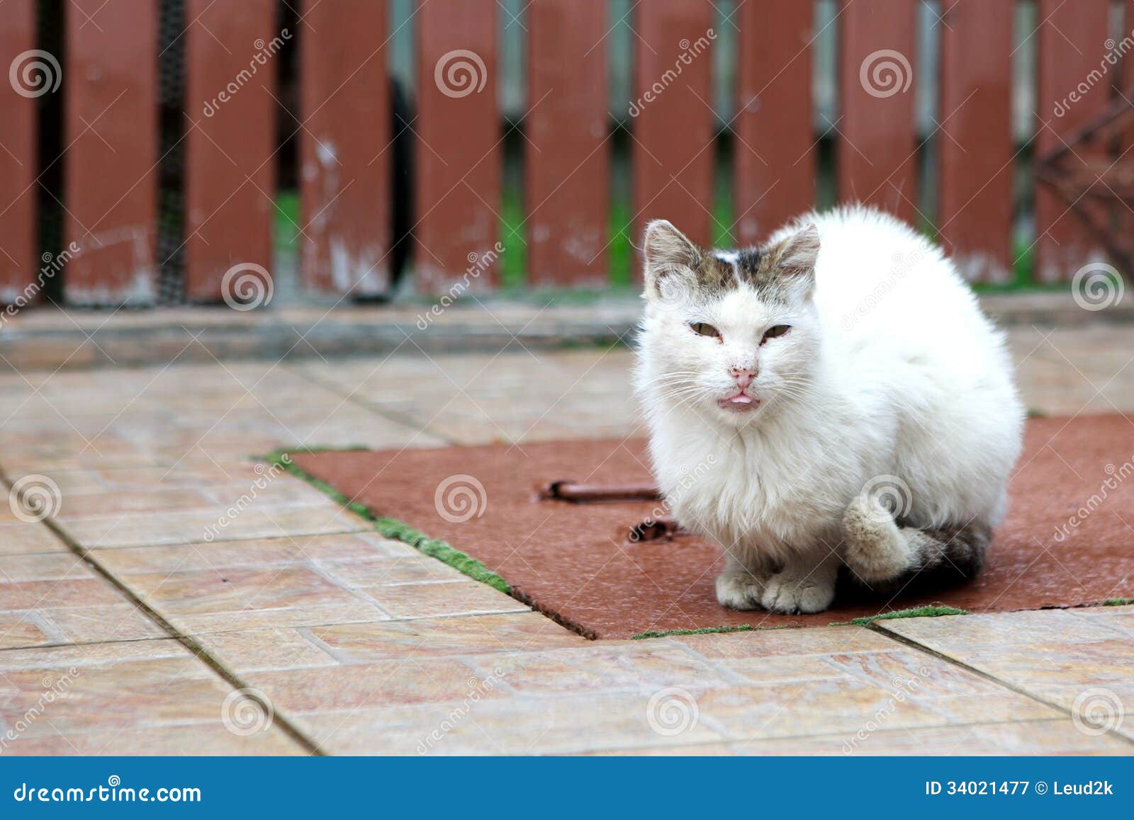 Stray cat stock image. Image of kitty, tongue, mammal - 34021477