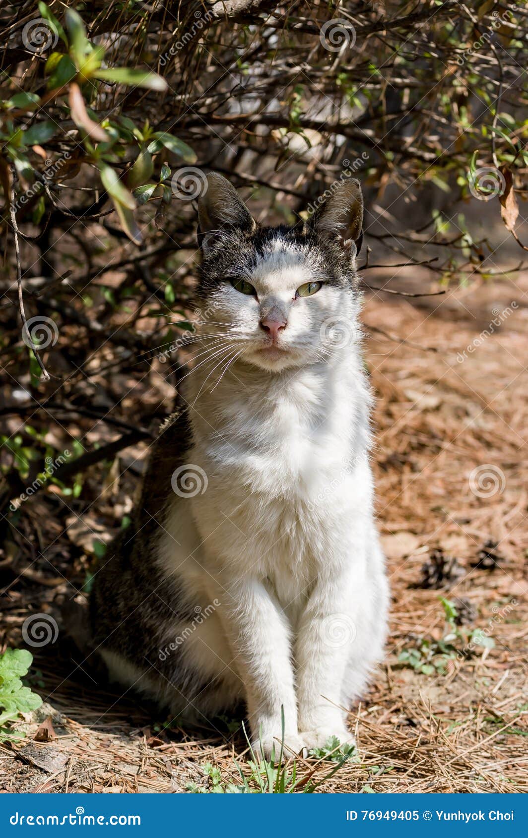 A Stray Cat Under the Tree. Stock Image - Image of shade, sitting: 76949405