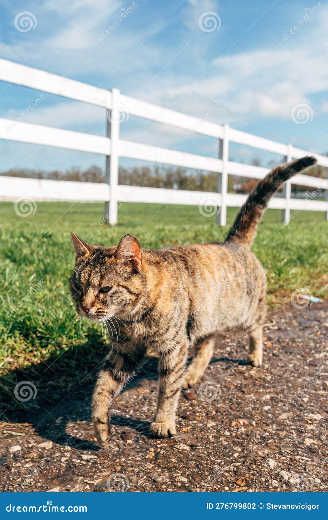 Stray Cat Walking Down the Country Road on Sunny Spring Day Stock Photo ...