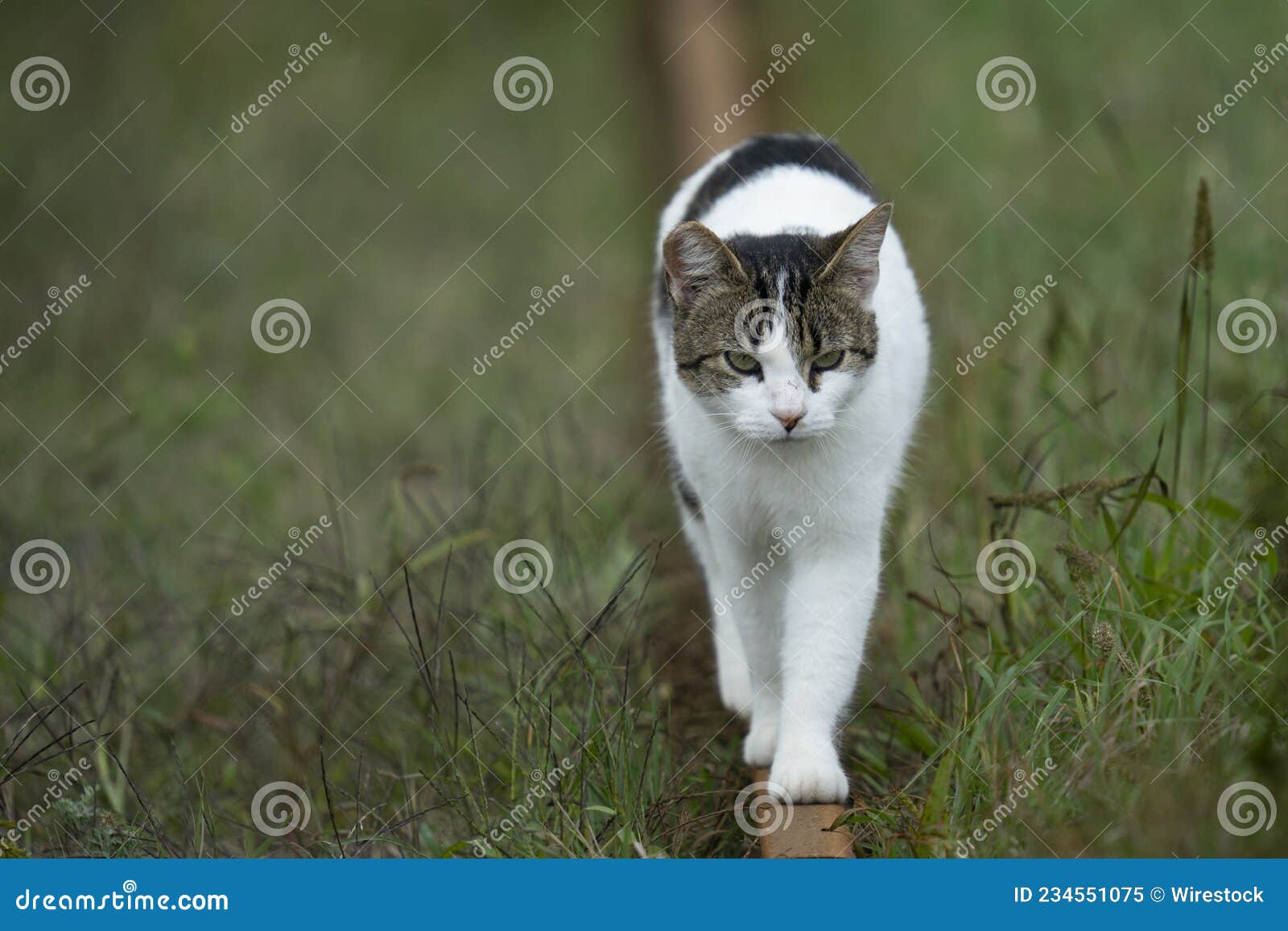 Stray Cat Walking in a Park Stock Image - Image of green, street: 234551075