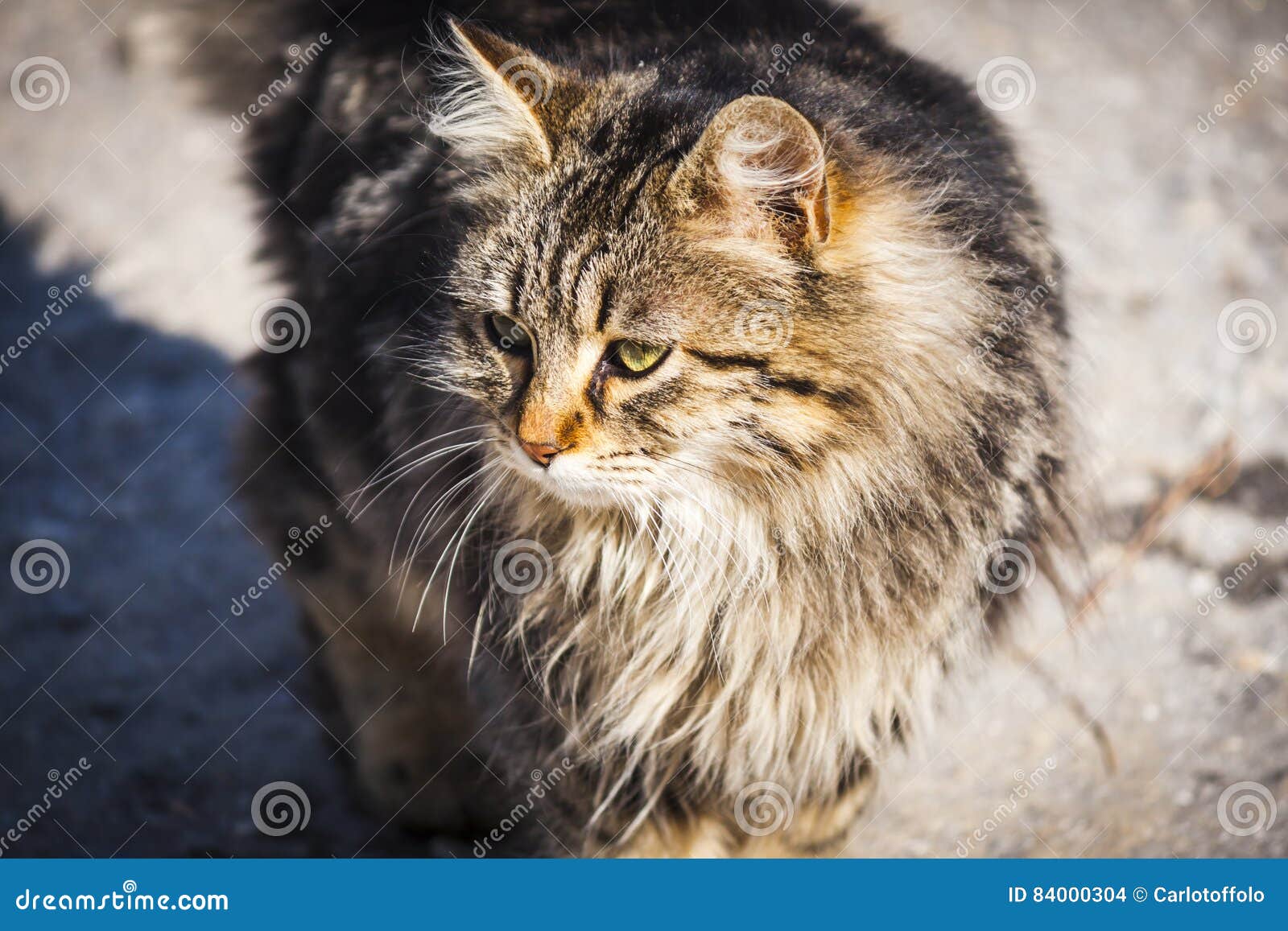 Stray cat stock photo. Image of walking, eyes, hair, wilde - 84000304