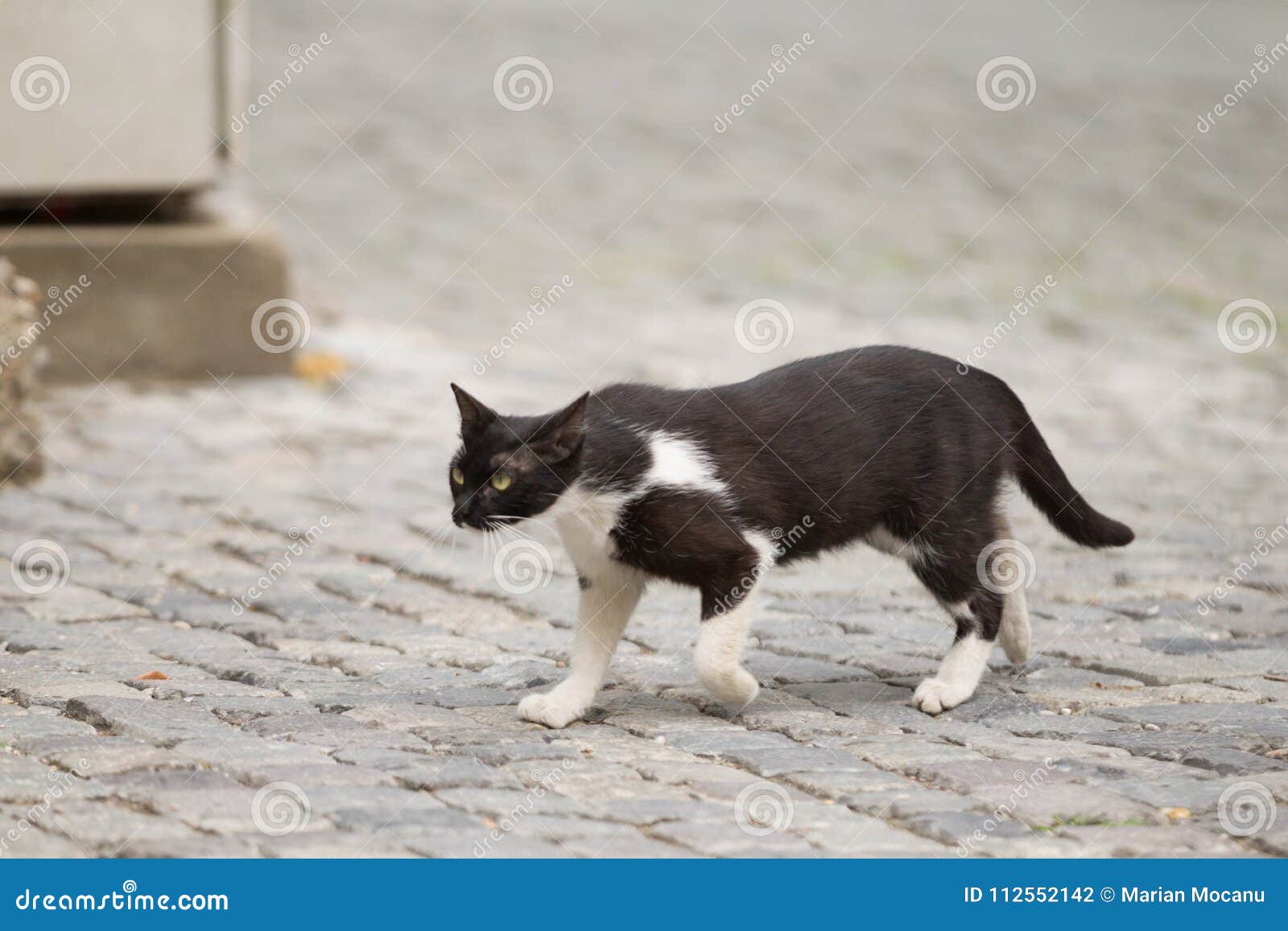 Stray Cat Walking on a Street Stock Photo - Image of meow, cobblestone ...