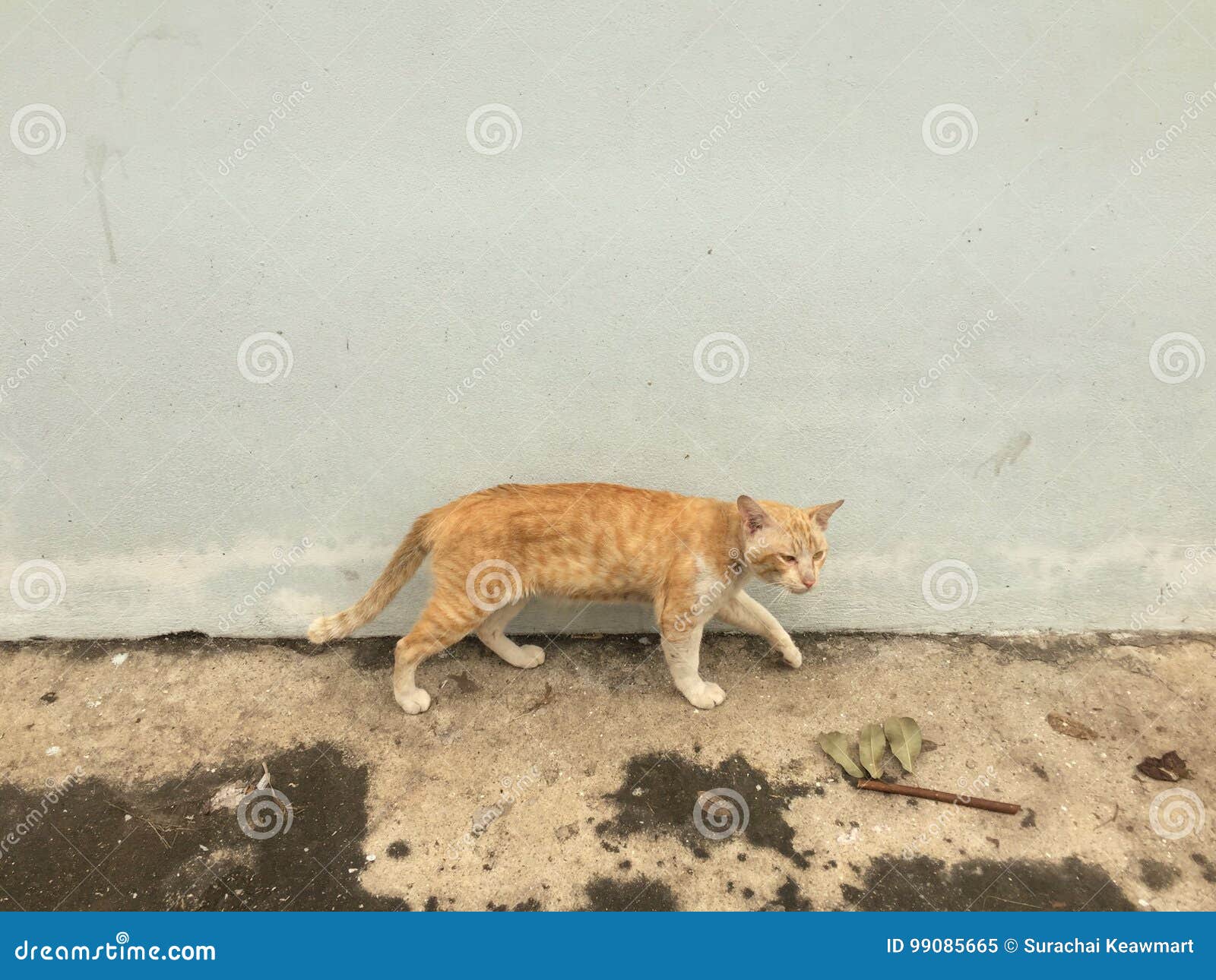 Stray Cat Walking beside the Wall and Street Stock Image - Image of ...