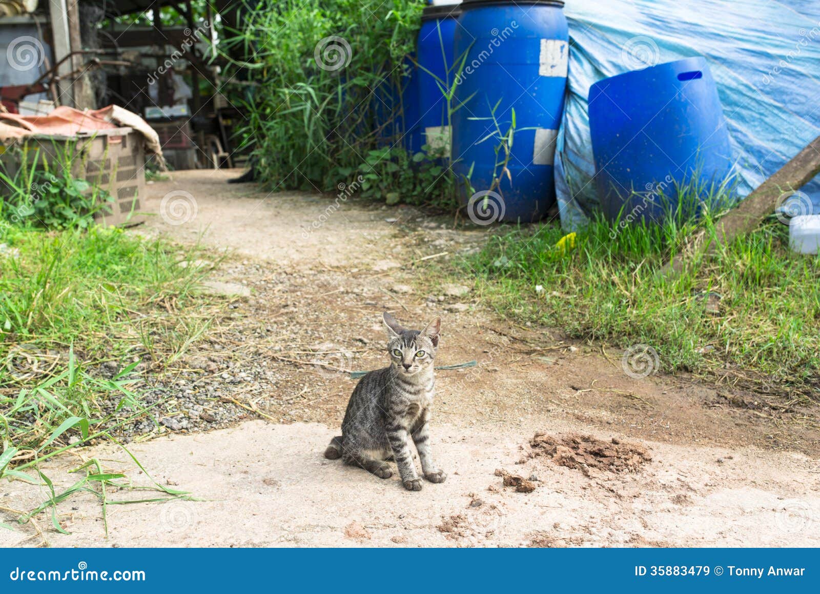 Stray Cat stock image. Image of stray, backyard, young - 35883479
