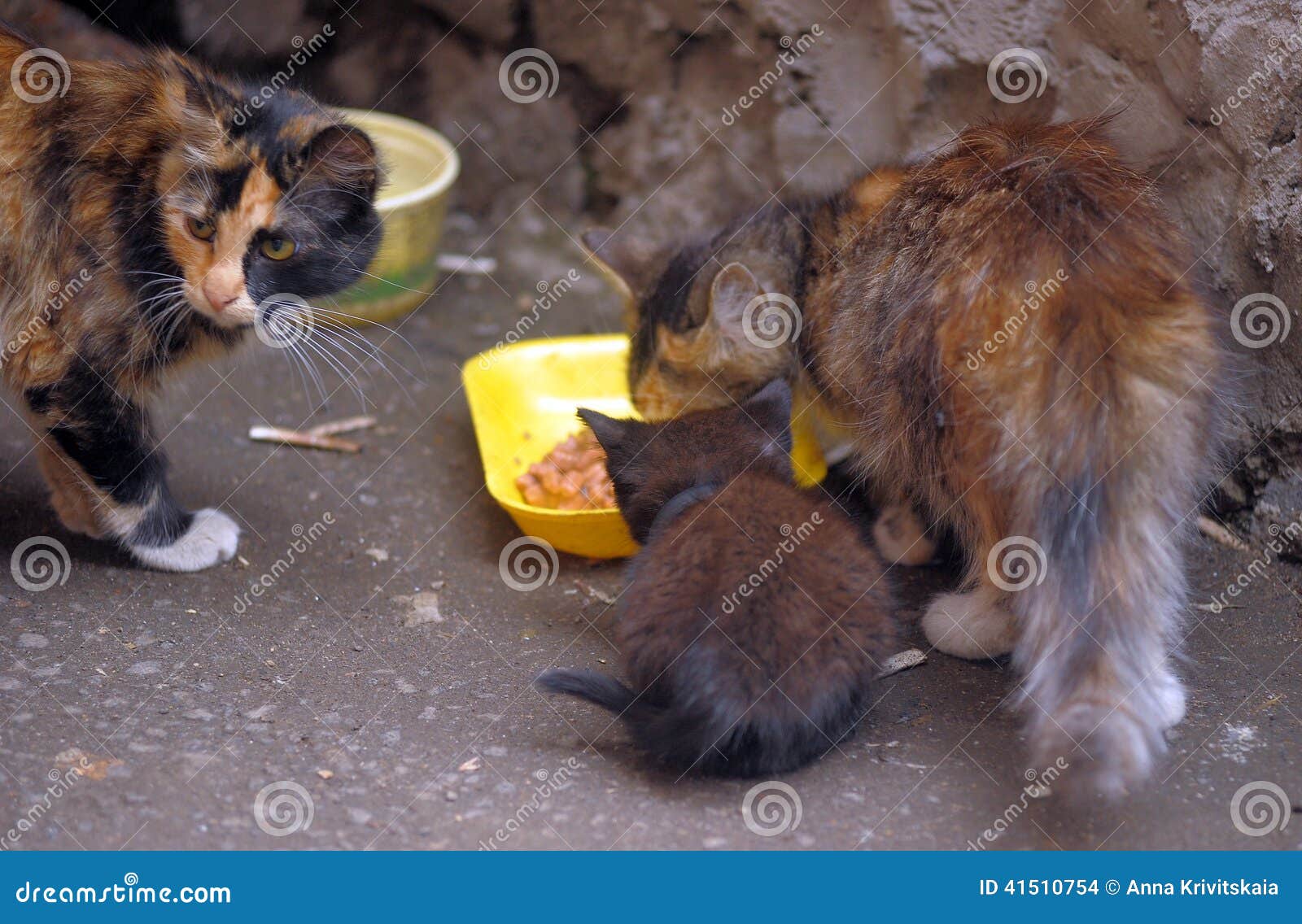 Stray Cats and Kitten Eating Stock Photo - Image of abandoned, front ...