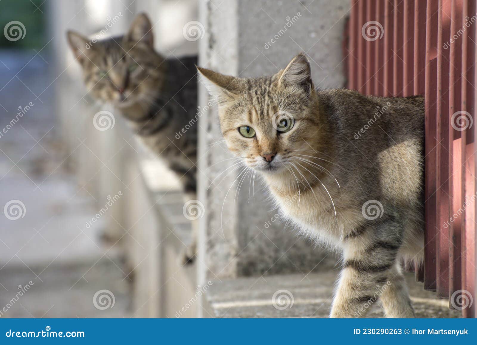 Stray Cats Look at the Camera. Active Cats in the City. World Cat Day ...