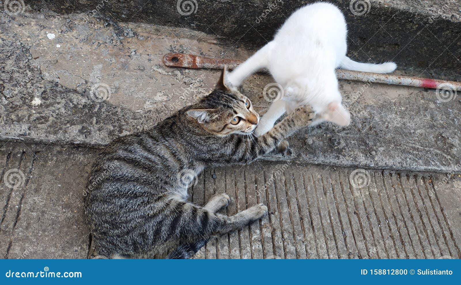 Stray Cats Play Fighting with Other Cats Stock Photo - Image of furry ...