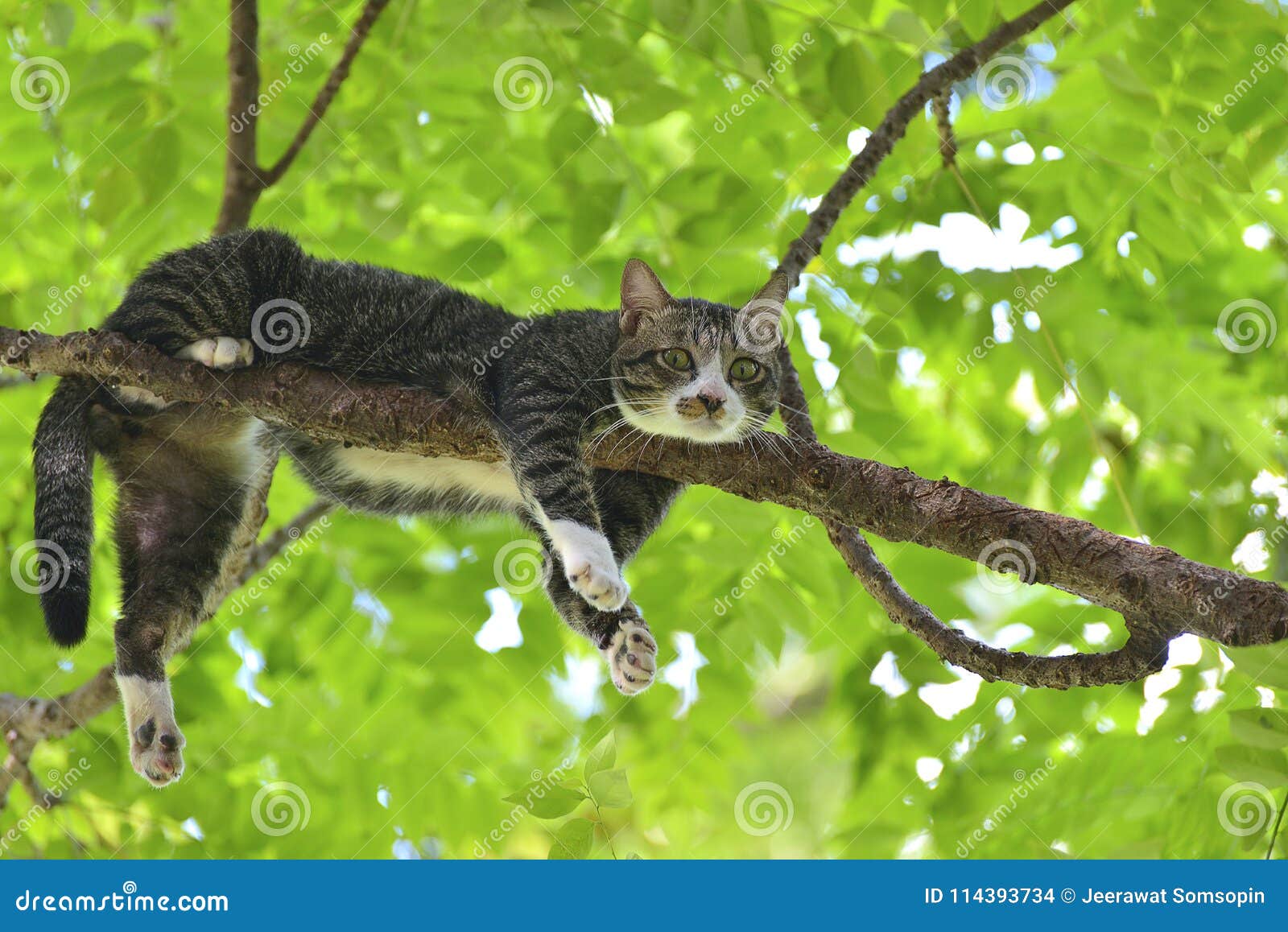 Stray Cats in Public Park on Tree Stock Photo - Image of breed, park ...