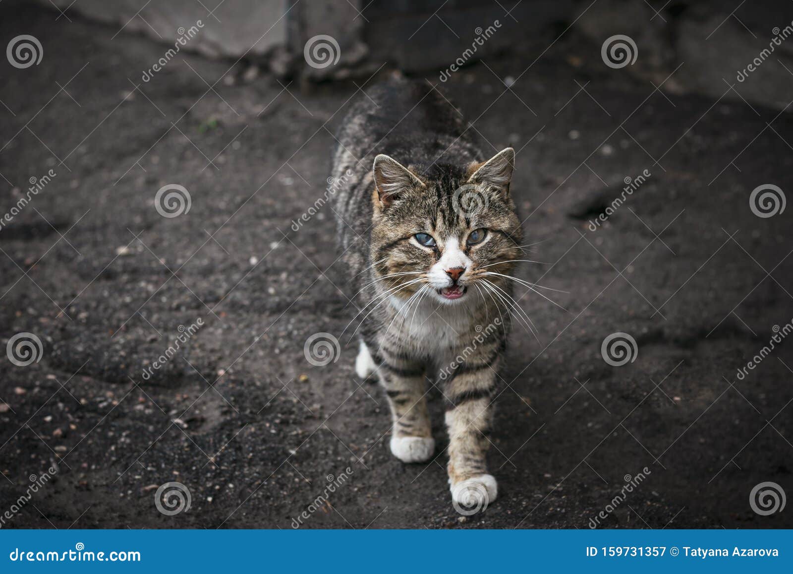 Stray Dirty Cat with a Sick Eyes on Backyard in Abandoned Place. Stock ...