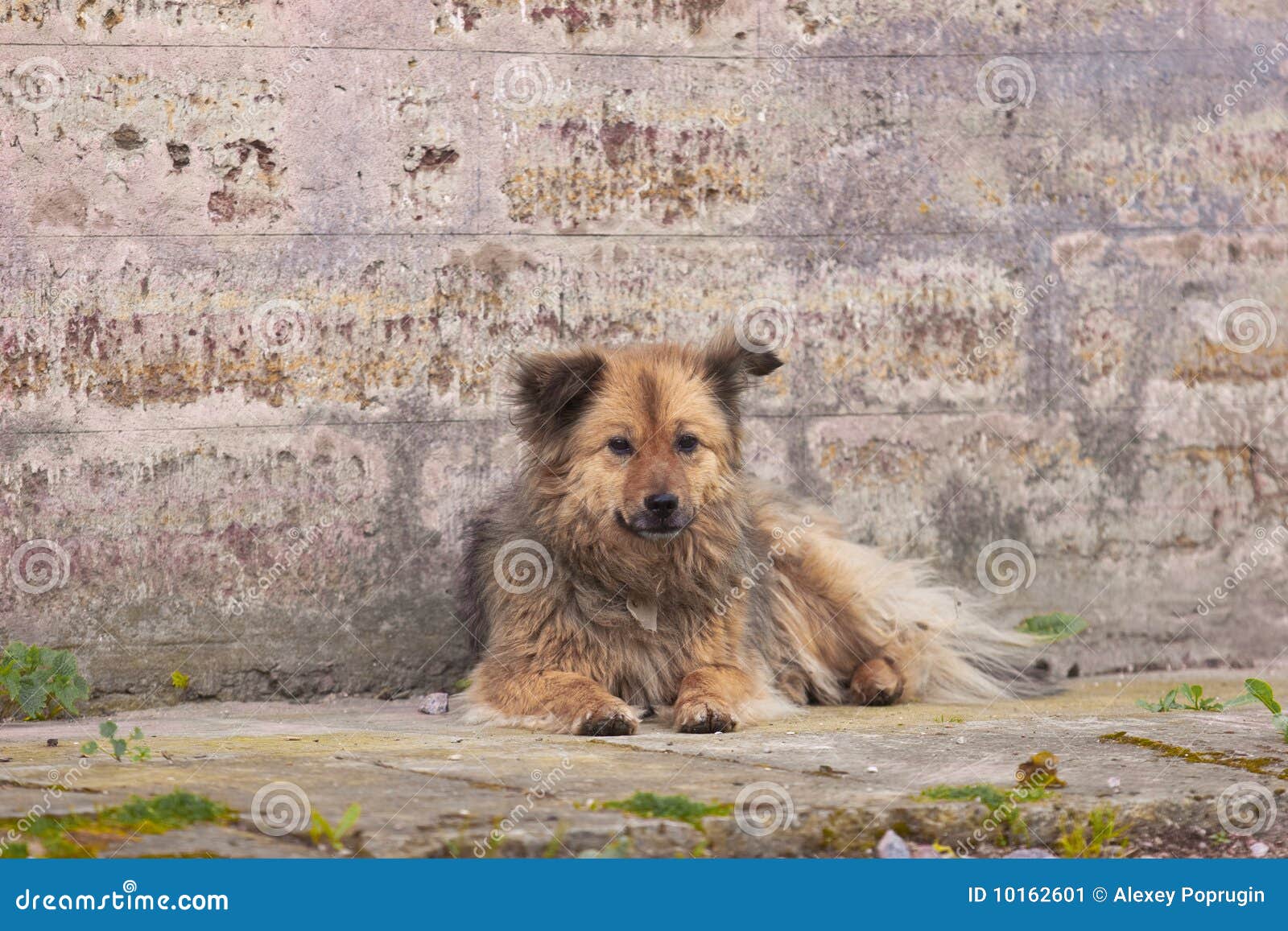 Stray dog stock image. Image of nature, canine, city - 10162601