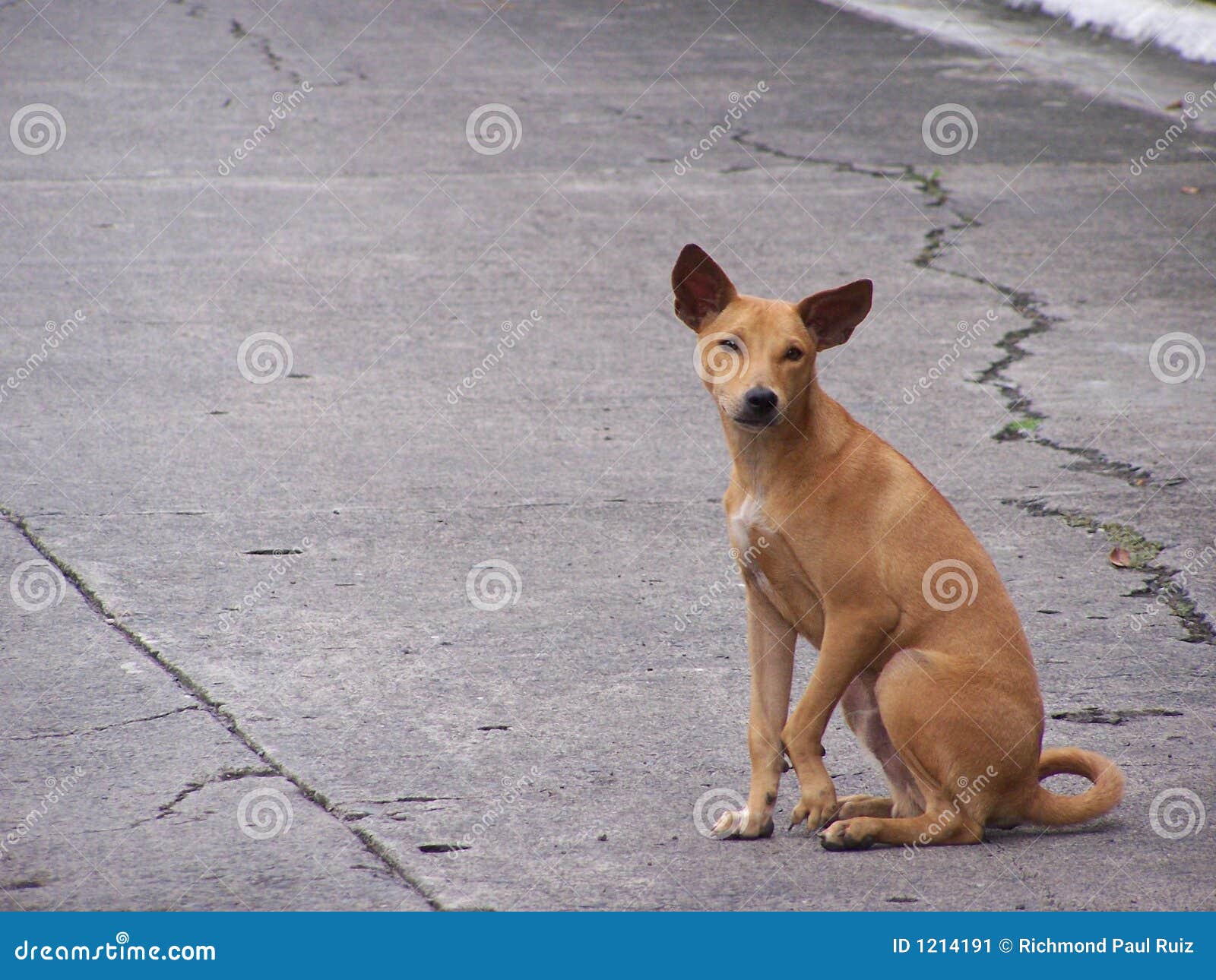 Stray Dog stock image. Image of eyes, wrinkle, missing - 1214191