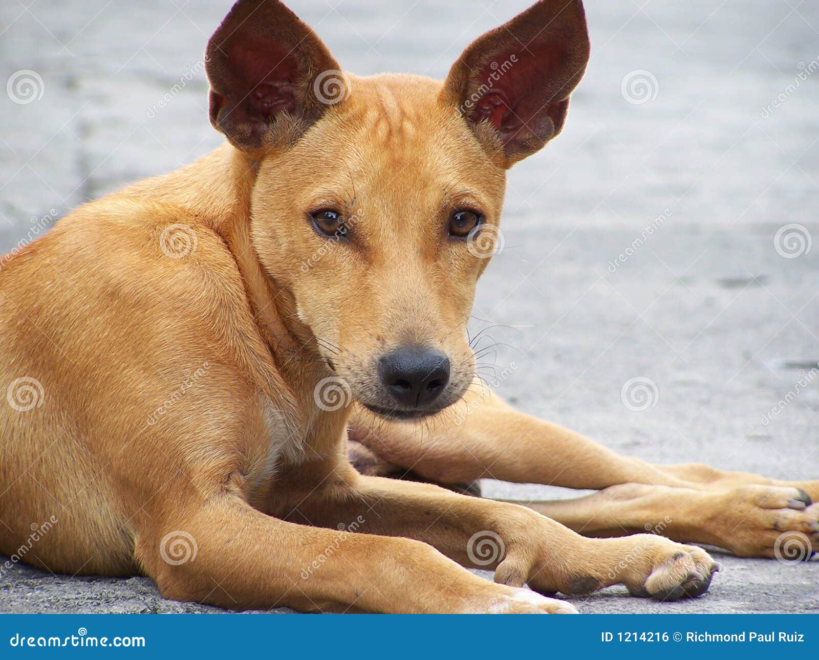Stray Dog stock photo. Image of black, puppy, beige, missing - 1214216