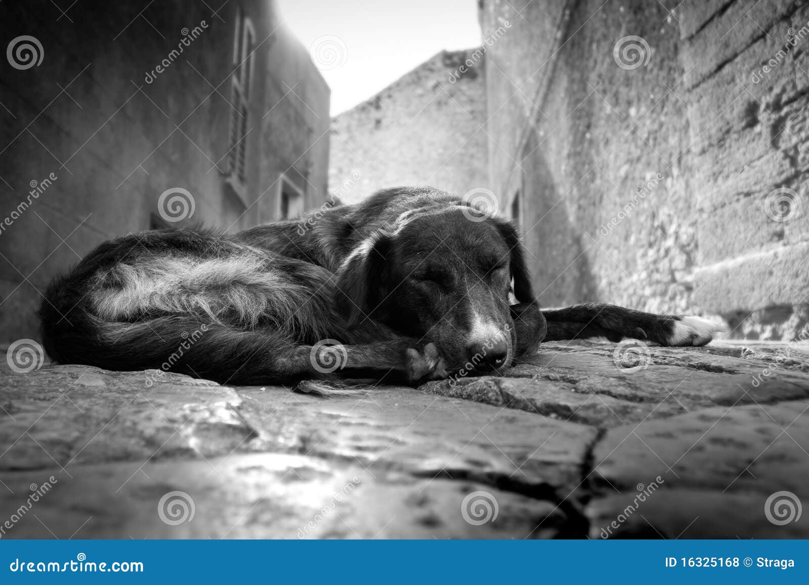 Stray dog stock photo. Image of city, melancholy, dirty - 16325168