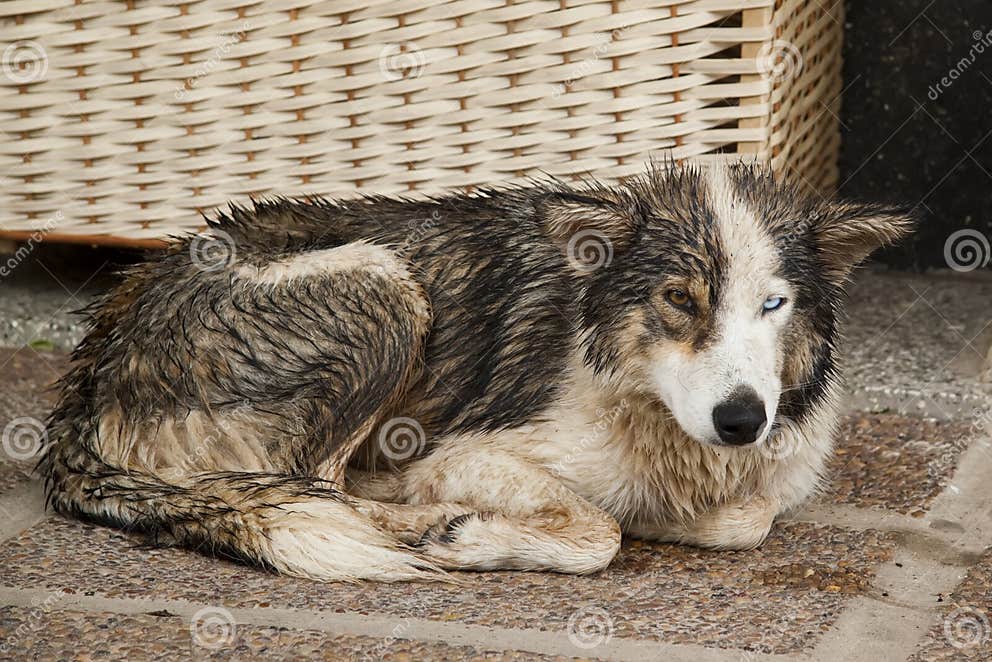 Stray dog stock image. Image of crooked, mixed, street - 17432773