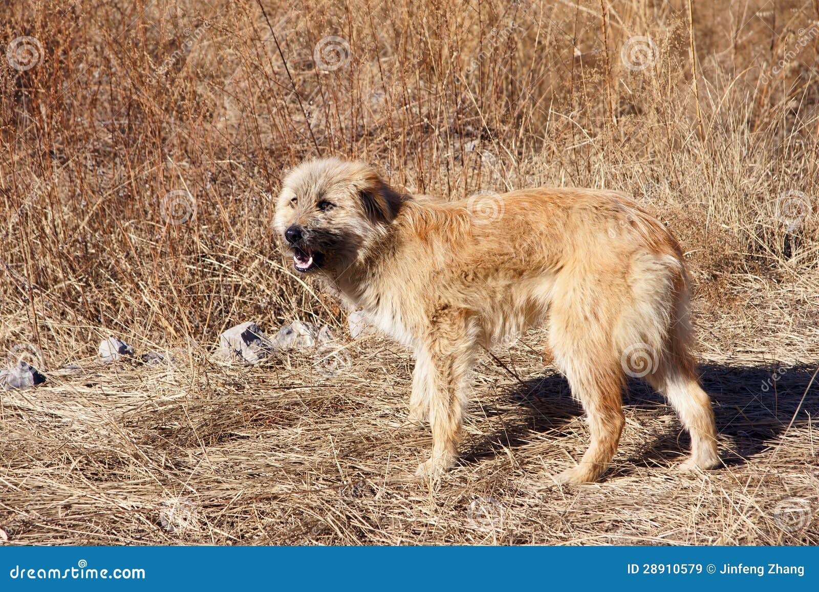 Stray dog stock image. Image of stray, dogs, animals - 28910579