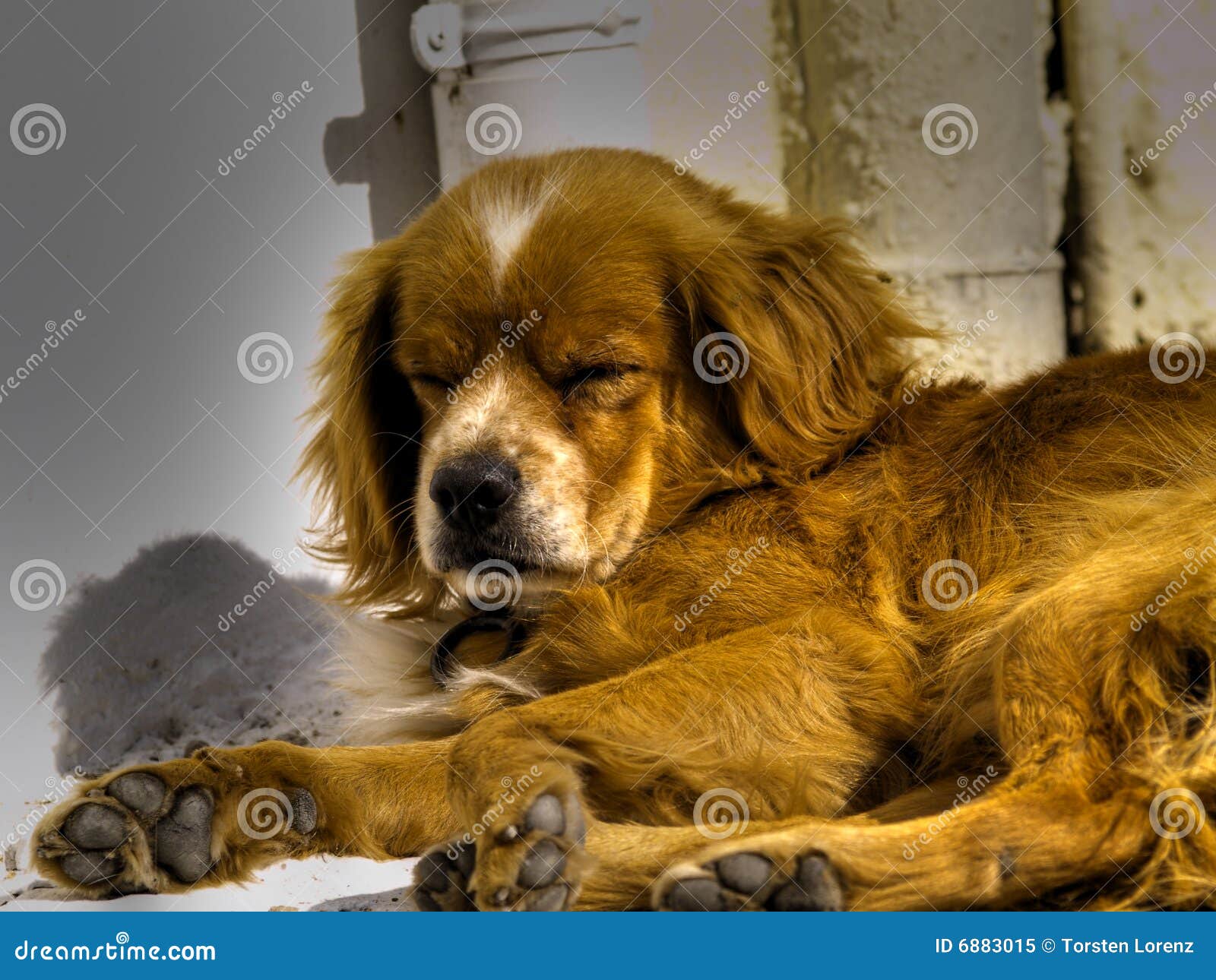 Stray dog stock image. Image of street, resting, stray - 6883015