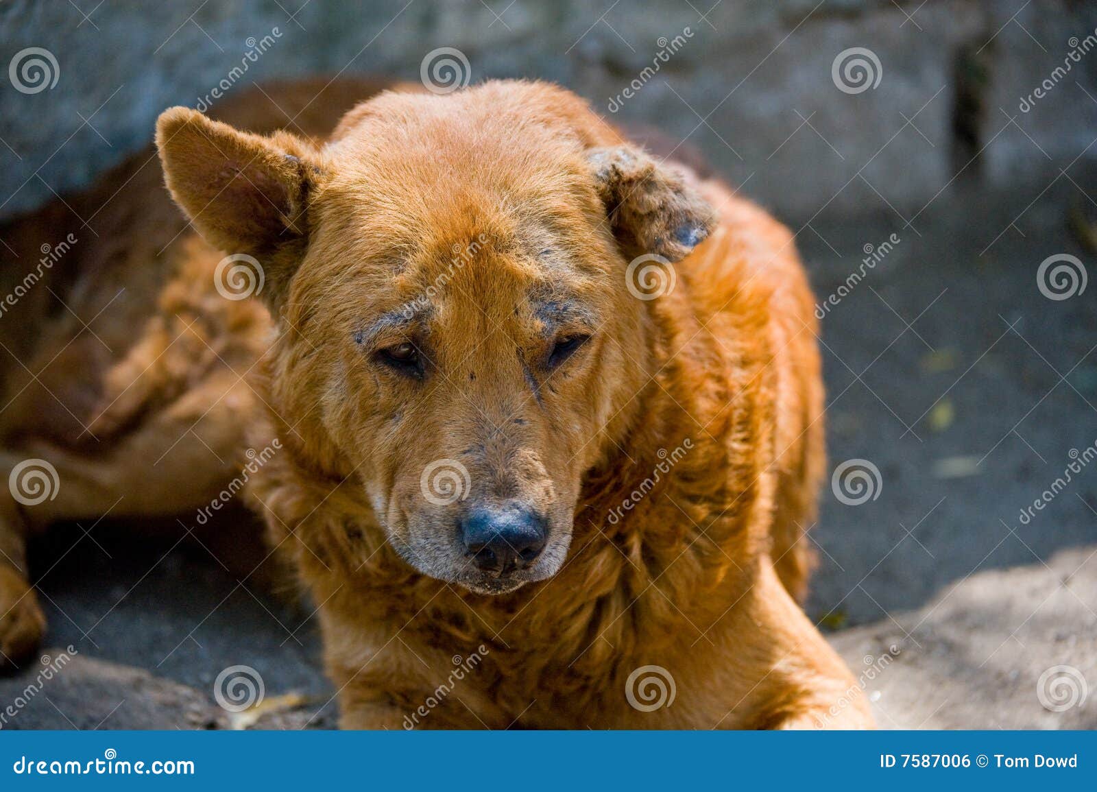 Stray dog in bad health stock photo. Image of unhappy - 7587006