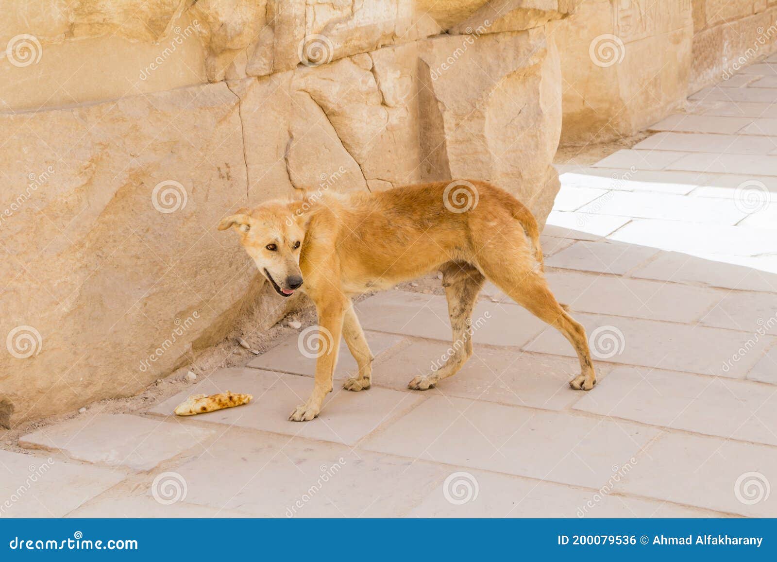 Baladi Dog Stock Photos - Free & Royalty-Free Stock Photos from Dreamstime