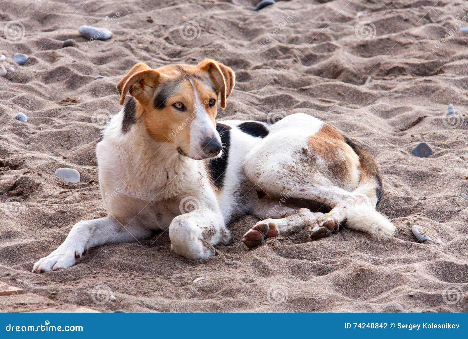 Stray Dog on the Beach, Lying in Sand Stock Photo - Image of sitting ...