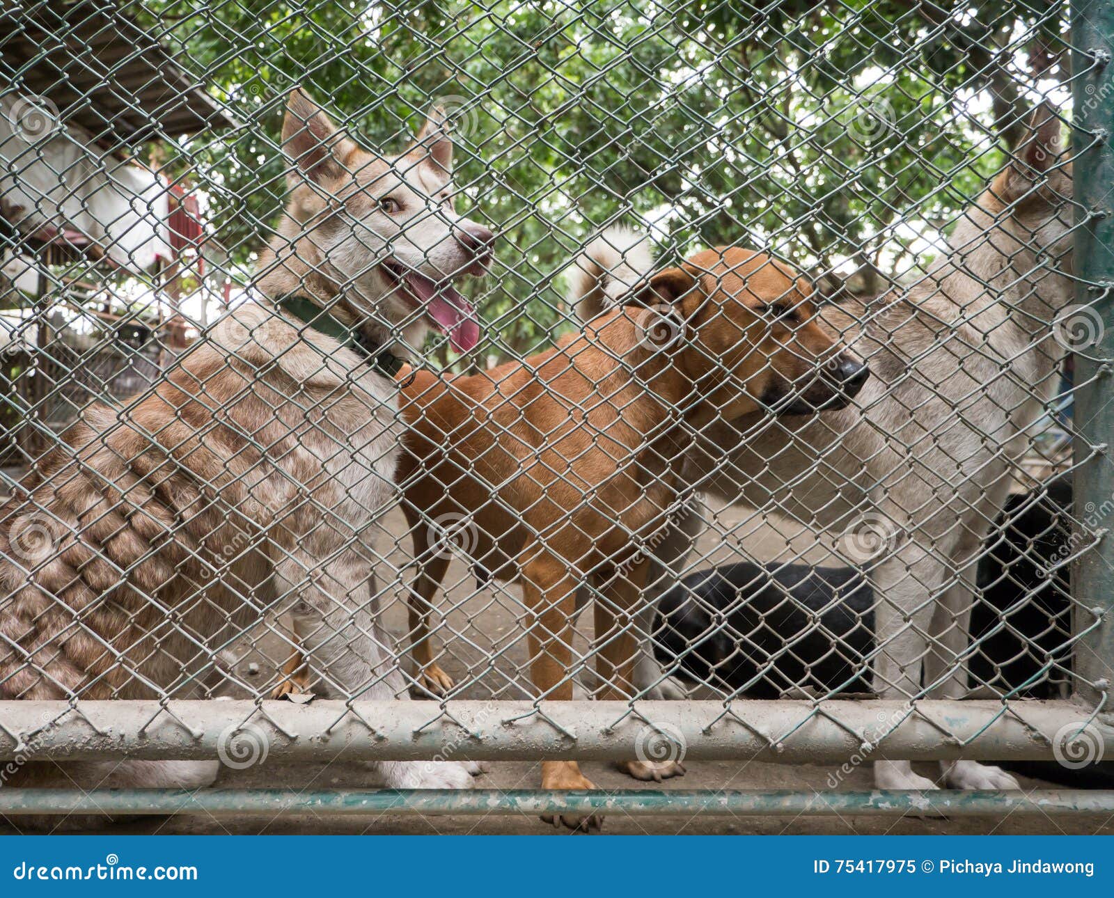 Stray dog behind cage stock image. Image of poverty, rest - 75417975