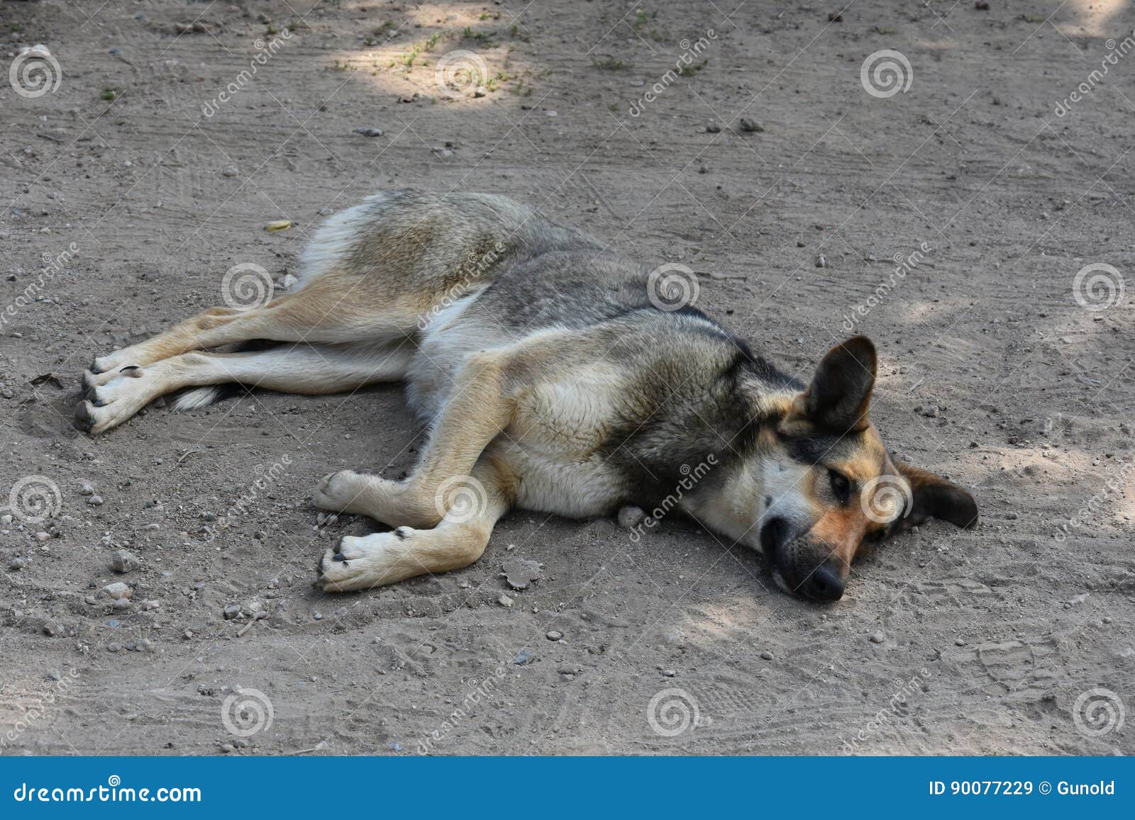 Stray dog stock image. Image of lonely, cyprus, homeless - 90077229