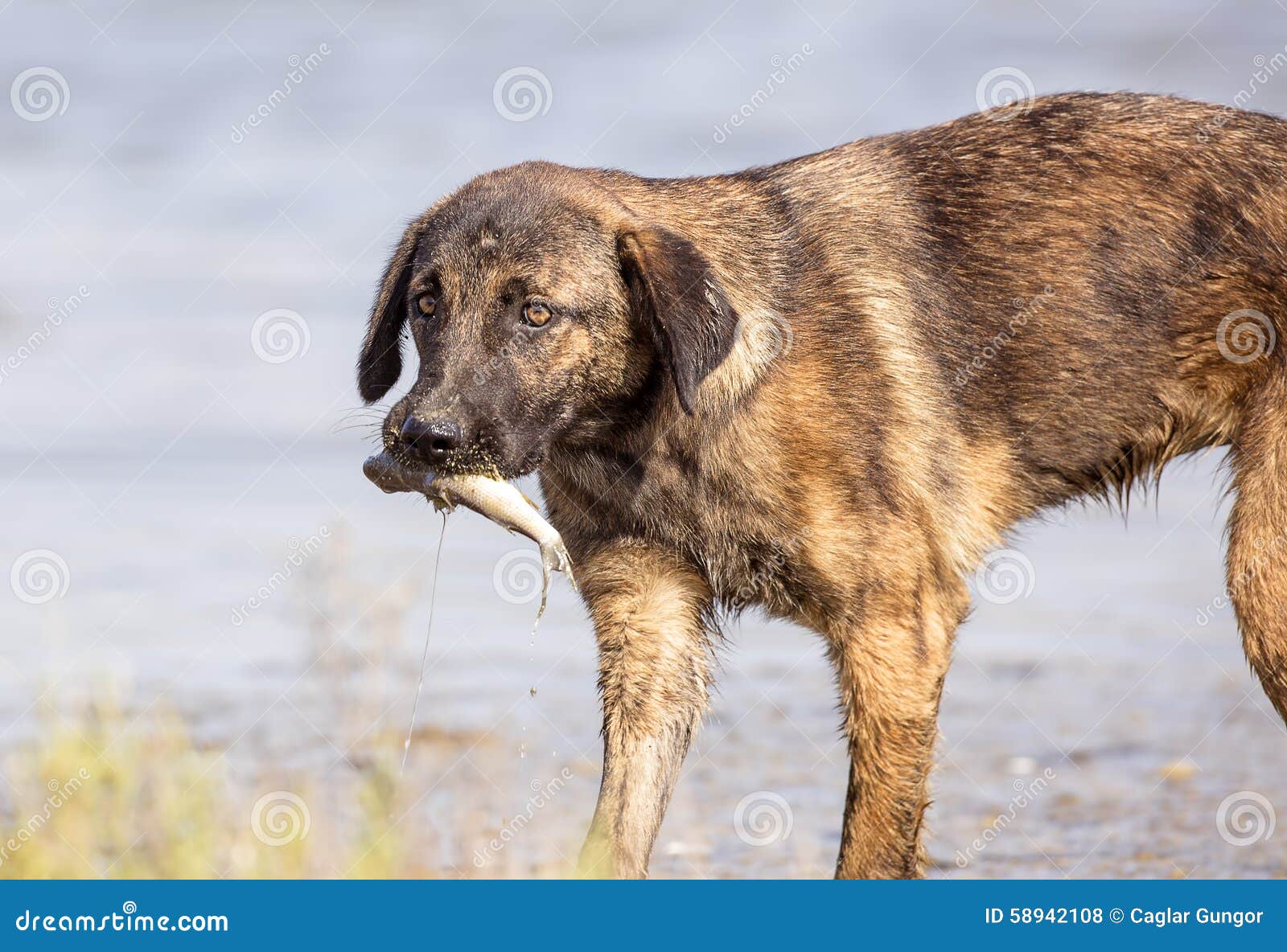 Stray Dog Catching Fish stock photo. Image of fish, stray - 58942108