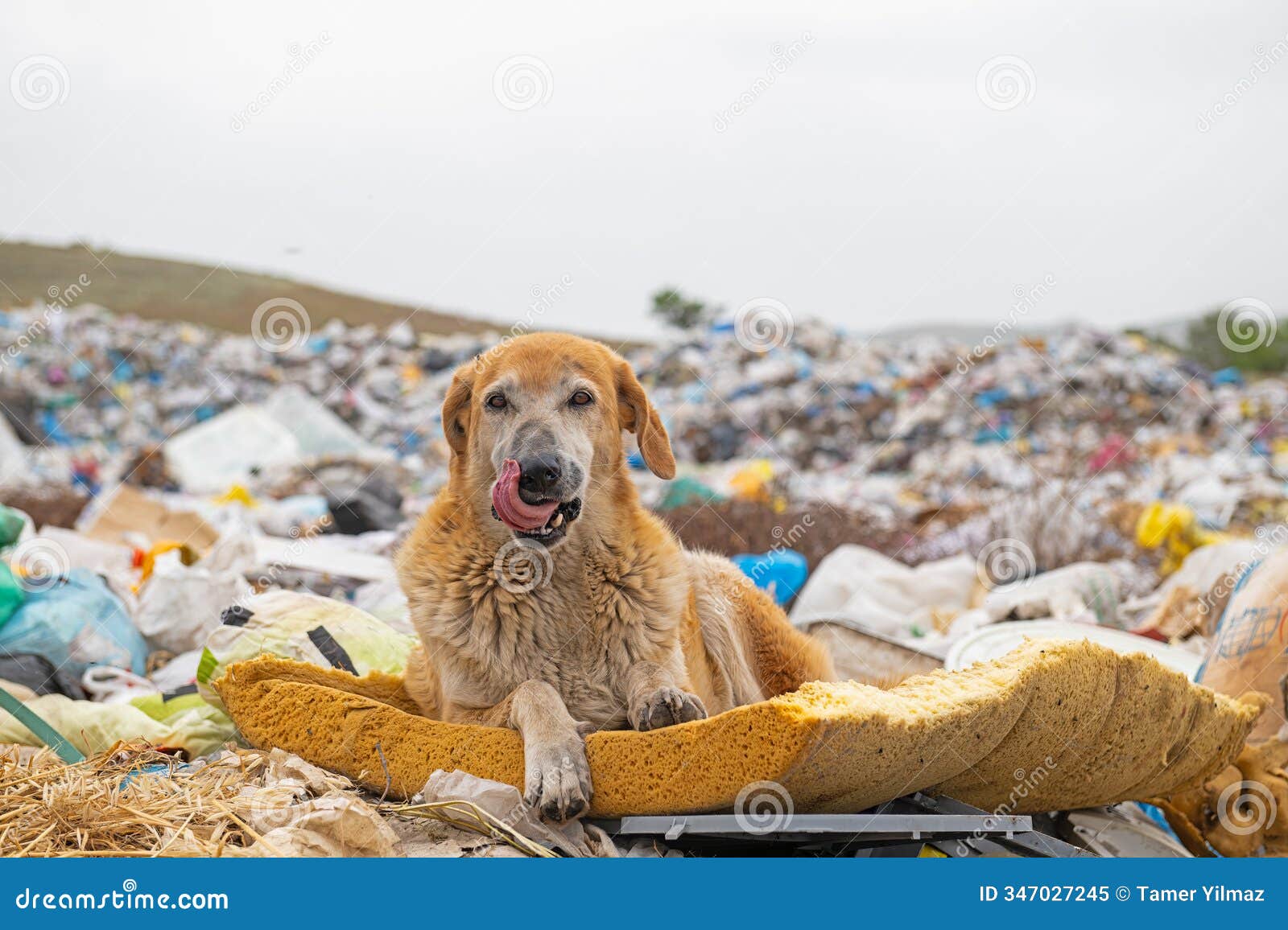 Stray dog at the city dump stock image. Image of background - 347027245