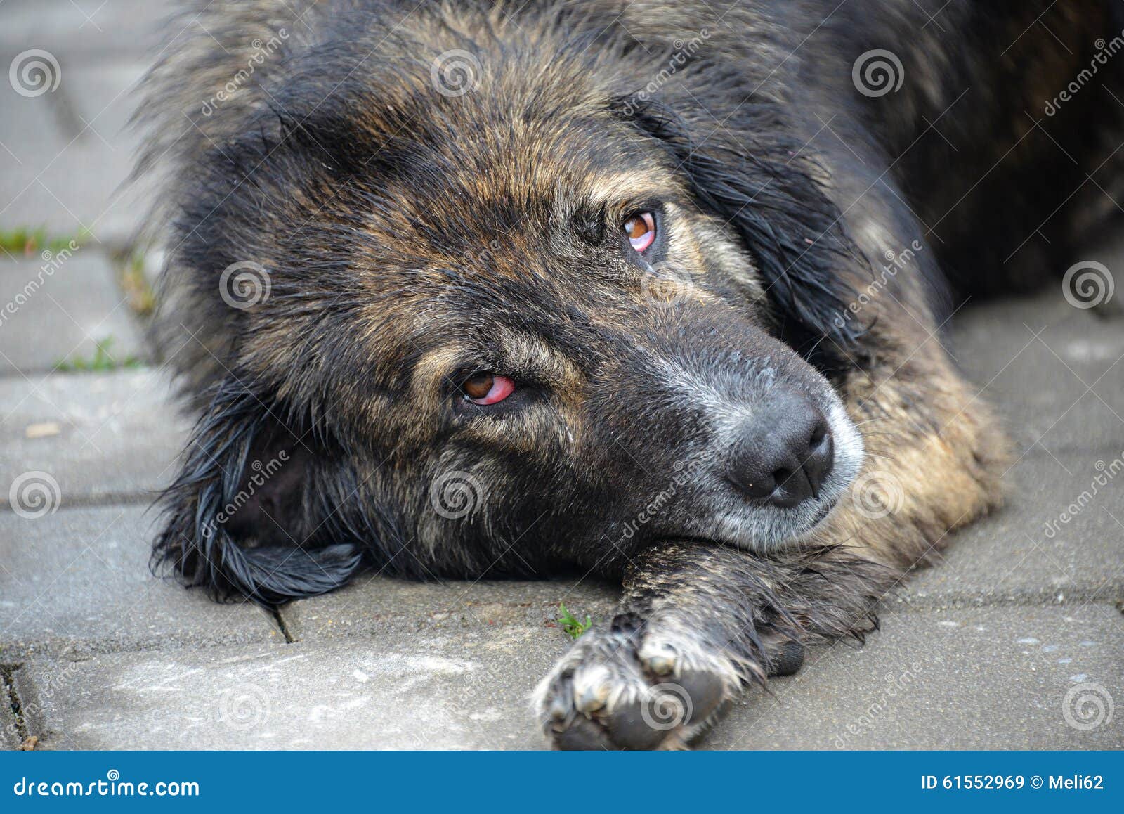 Stray dog stock image. Image of adopt, stray, animal - 61552969