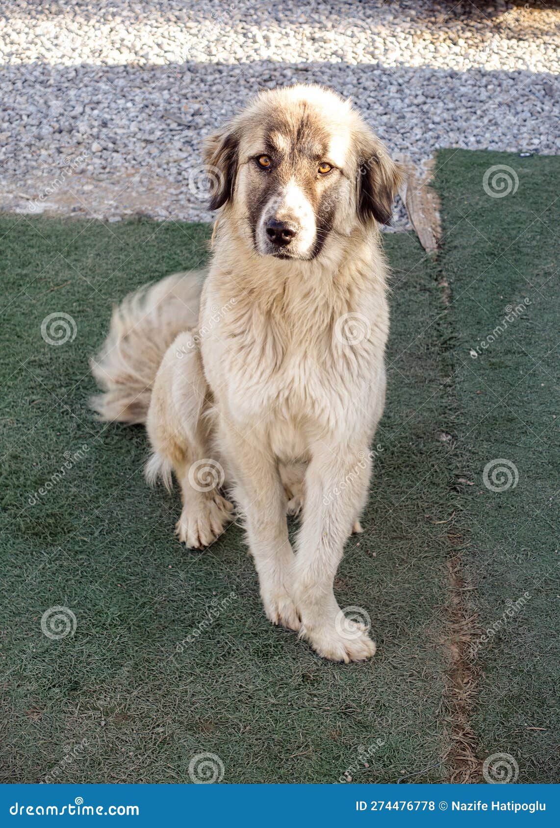 Stray Stray Dog with a Crippled Leg, Crippled Dog Stock Photo - Image ...
