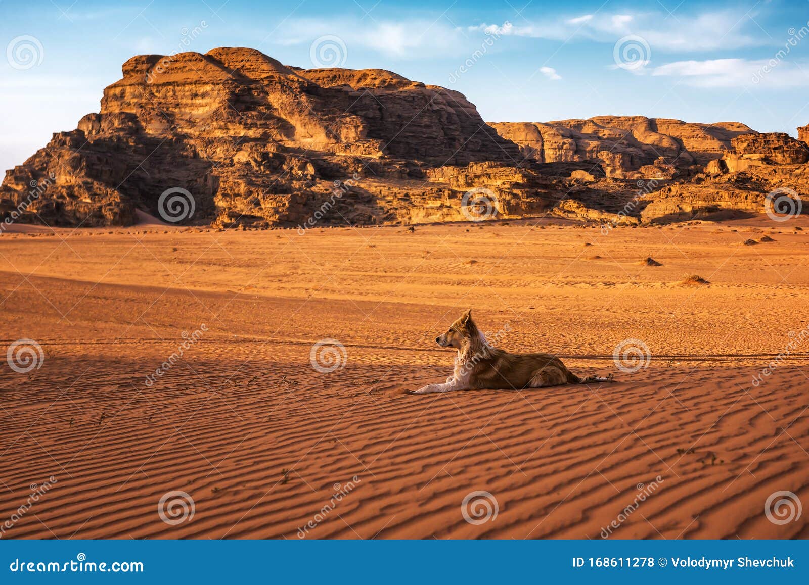 Stray dog in desert stock photo. Image of landmark, breed - 168611278