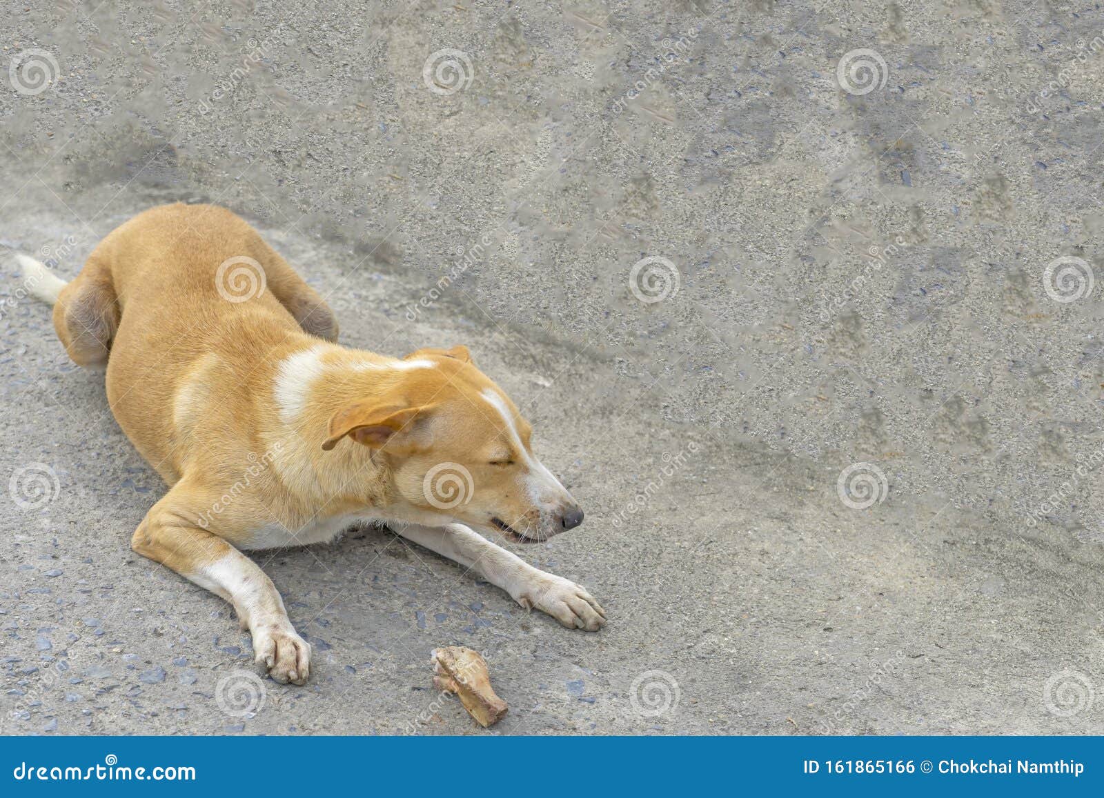 Stray Dog Eating on the Ground or Vagrant Dog Stock Photo - Image of ...