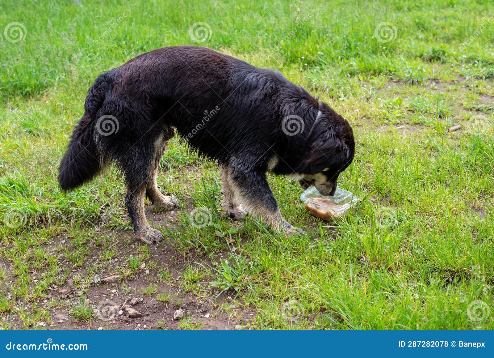 Stray dog eating stock photo. Image of rescue, rescuing - 287282078