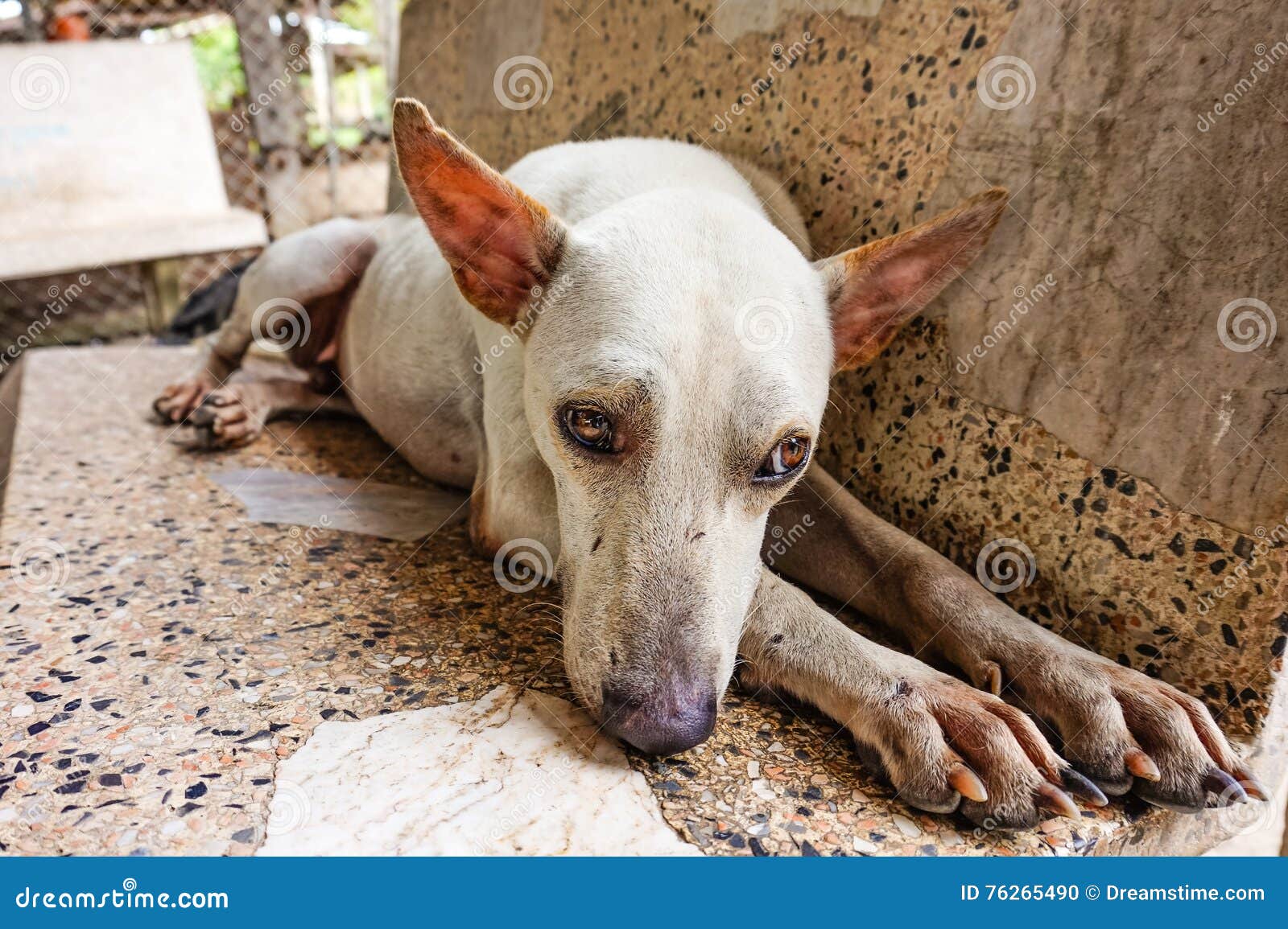 Stray Dog Feeling Sad in Foundation, Thailand - Selective Focus the ...