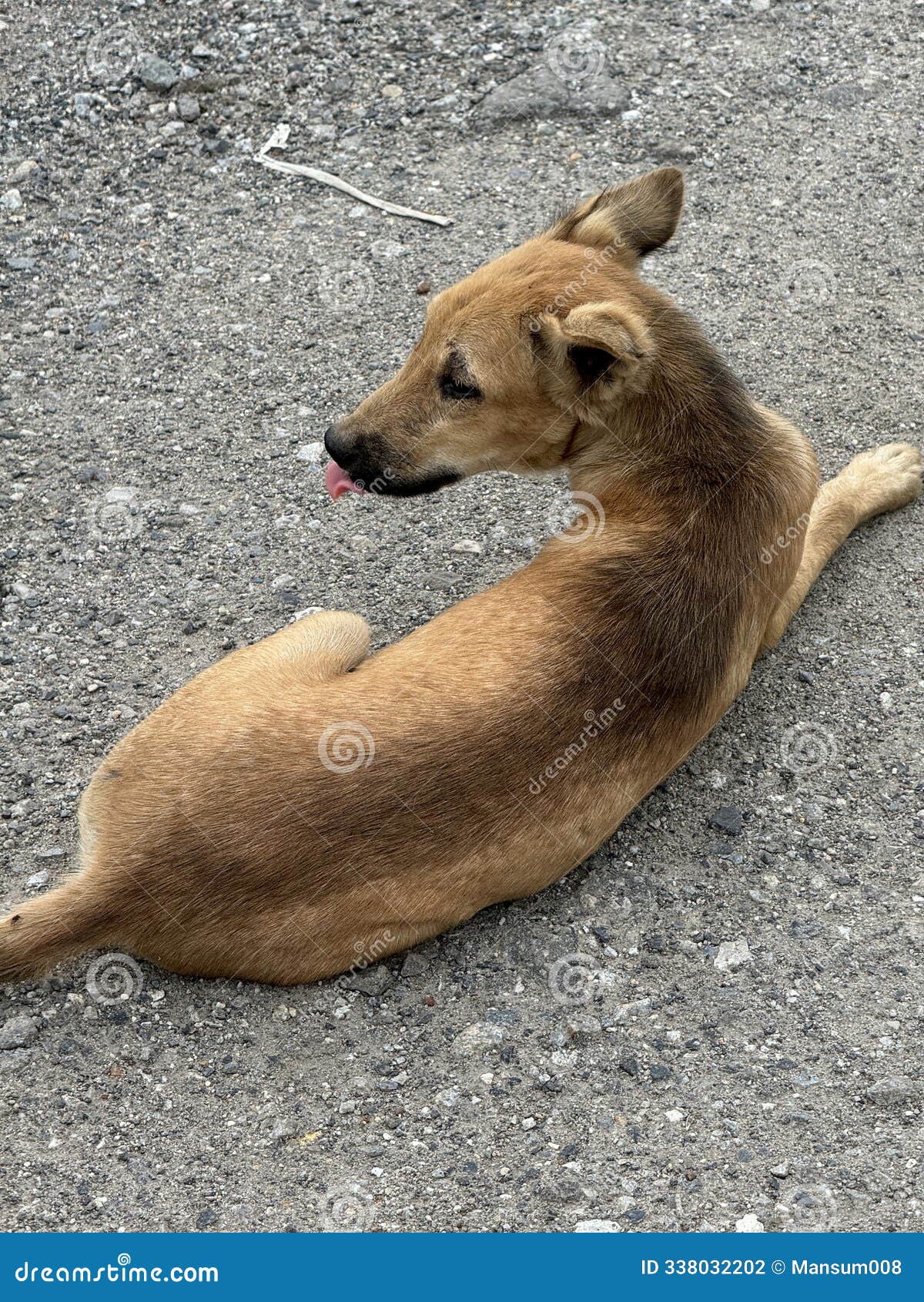 Stray Dog on the Floor. Stray Dog Stock Photo - Image of summer, lying ...