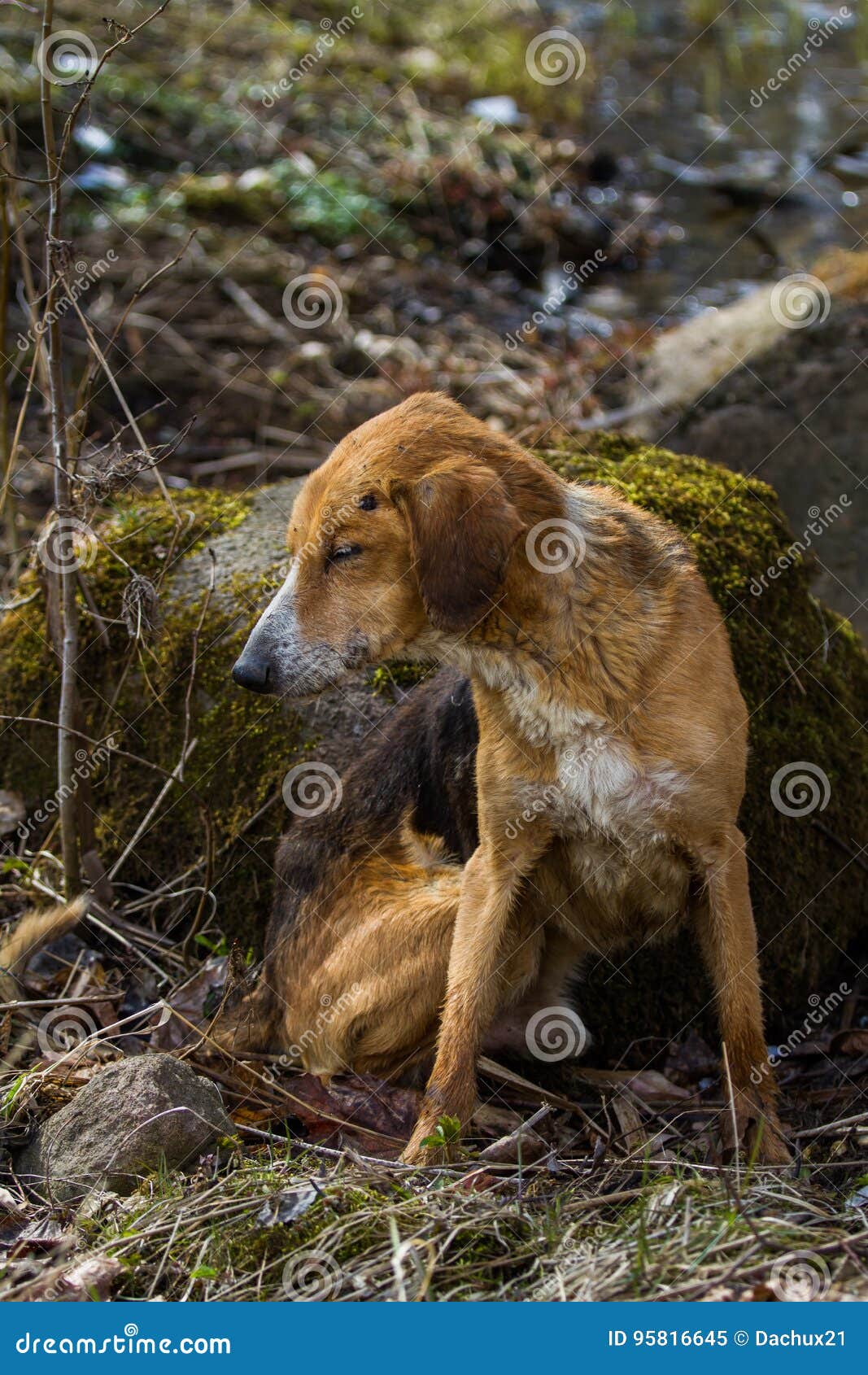 A stray dog in the forest stock image. Image of green - 95816645