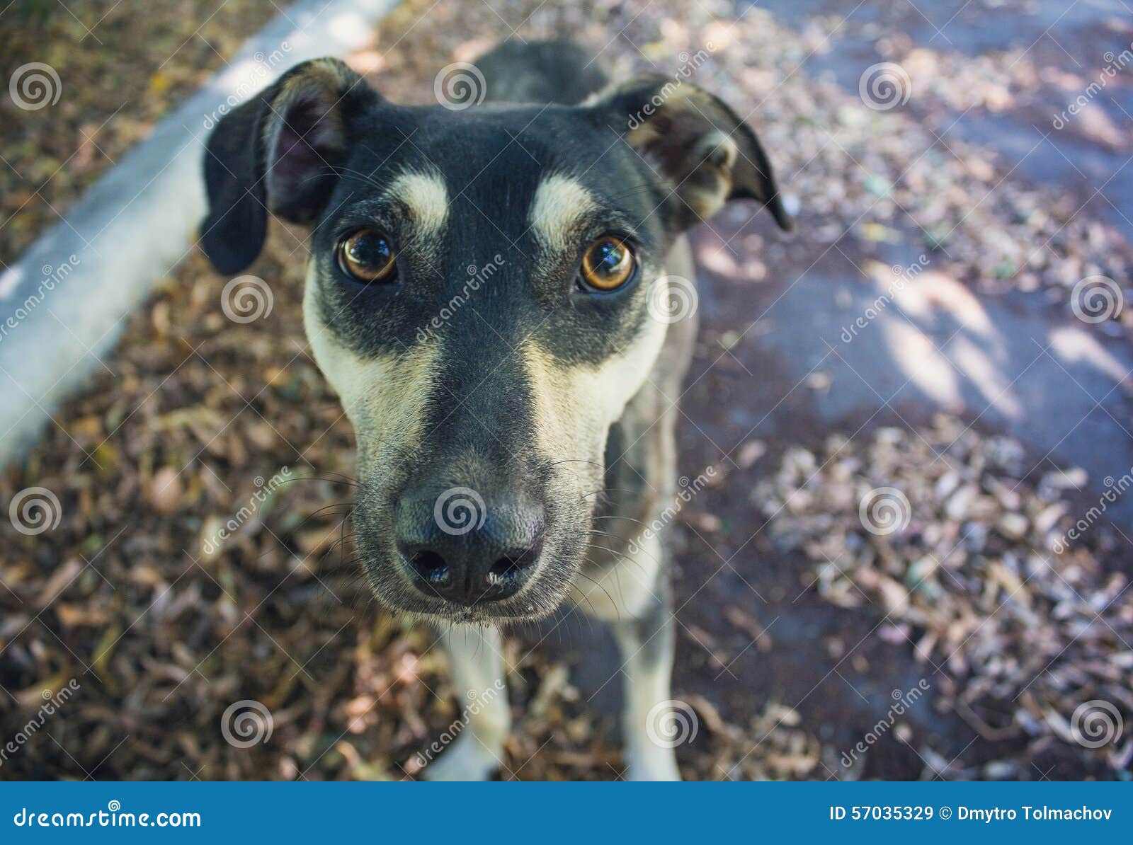 Stray Dog Gazing at the Camera Close-up Stock Image - Image of homeless ...